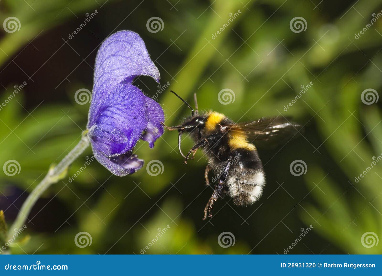 Flying bumble bee stock photo. Image of flower, flying - 28931320