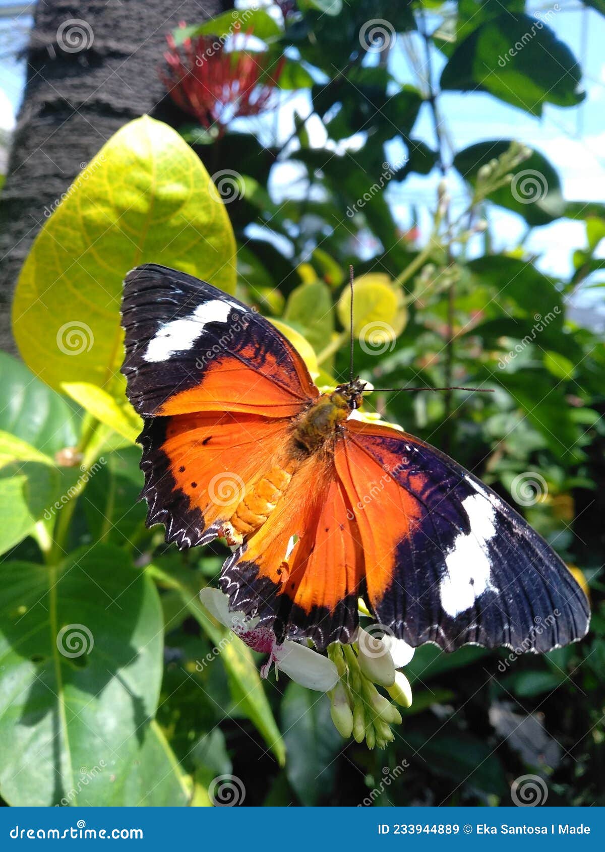 Flying with Buterfly stock image. Image of pollinator - 233944889