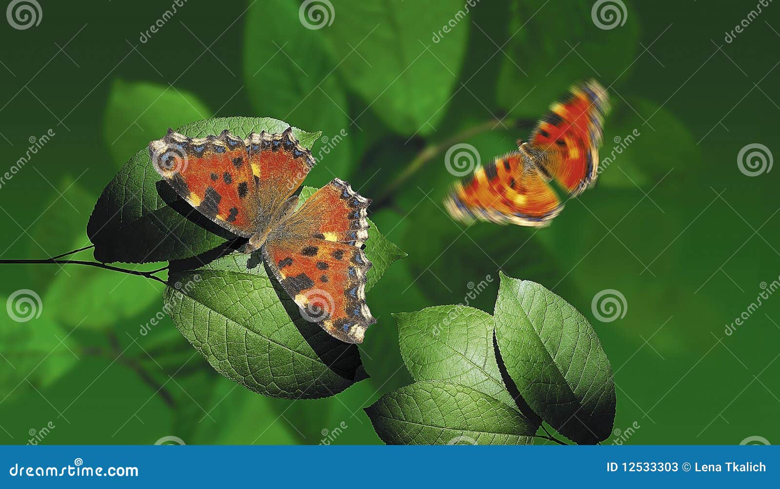 Flying butterflies stock image. Image of plants, organism - 12533303