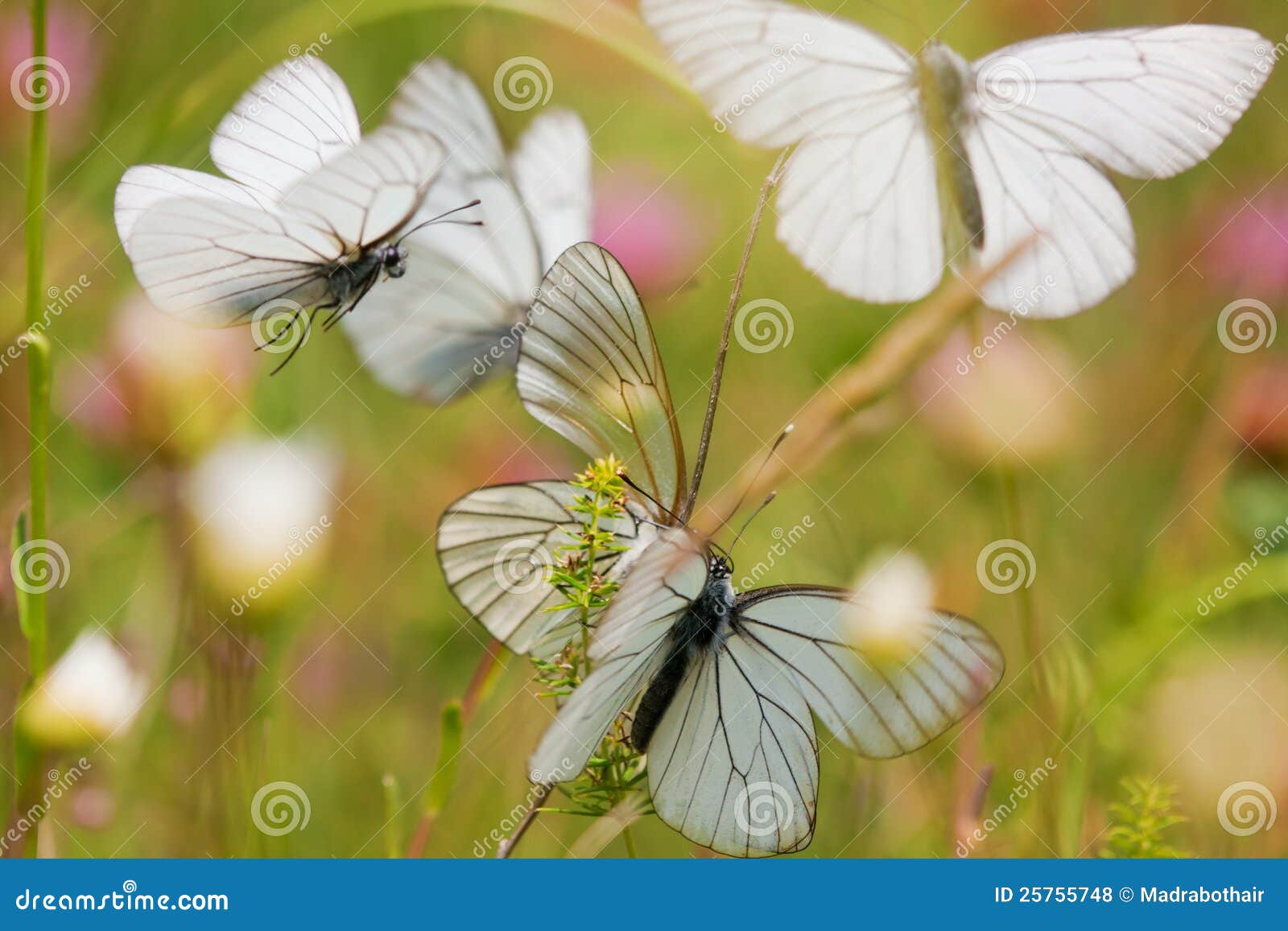 106 Pairing Butterflies Photos - Free & Royalty-Free Stock Photos from ...