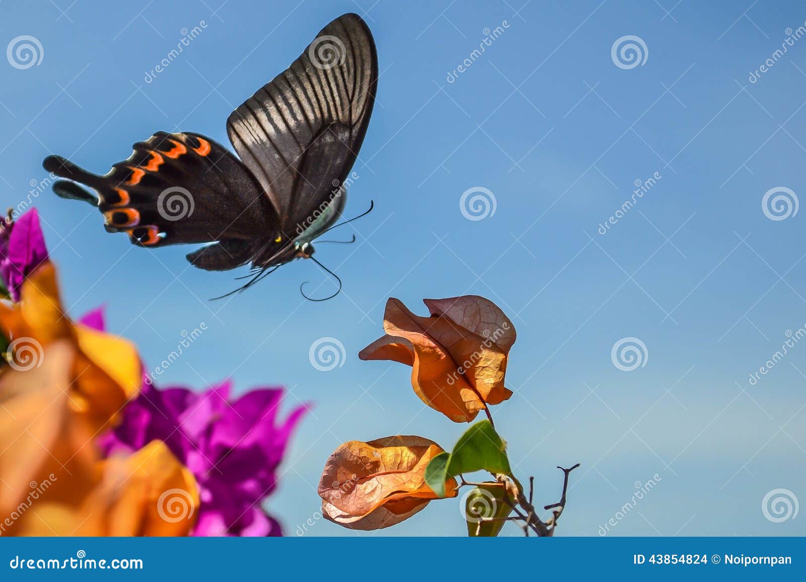 Flying Butterfly editorial stock image. Image of yellow - 43854824