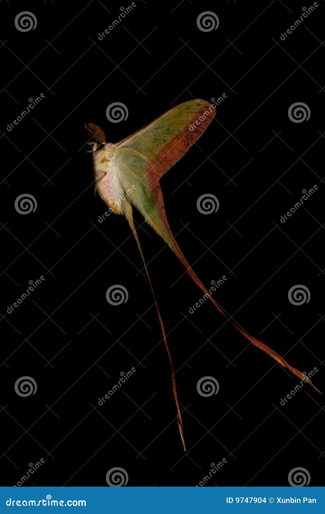 705 Shiny Moth Stock Photos - Free & Royalty-Free Stock Photos from ...