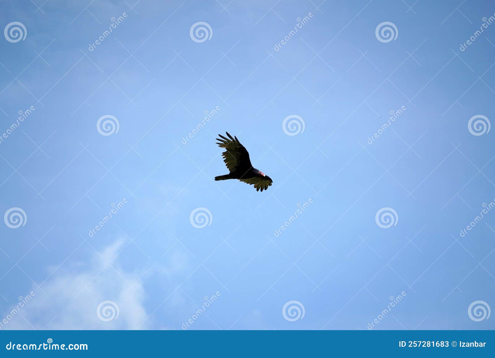 Flying Buzzard Vulture Bird in Sky Stock Image - Image of animals, dead ...