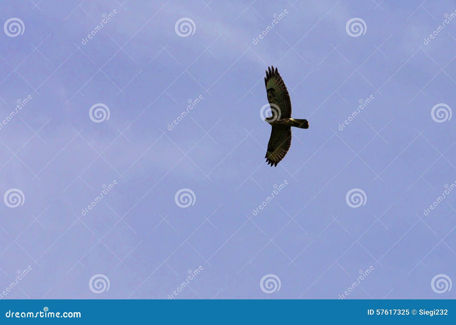 Flying Buzzard stock image. Image of buzzard, wildlife - 57617325