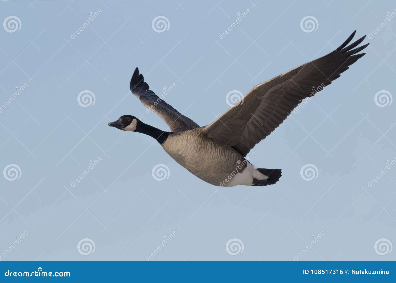 Flying Canada Goose stock photo. Image of bird, nature - 108517316