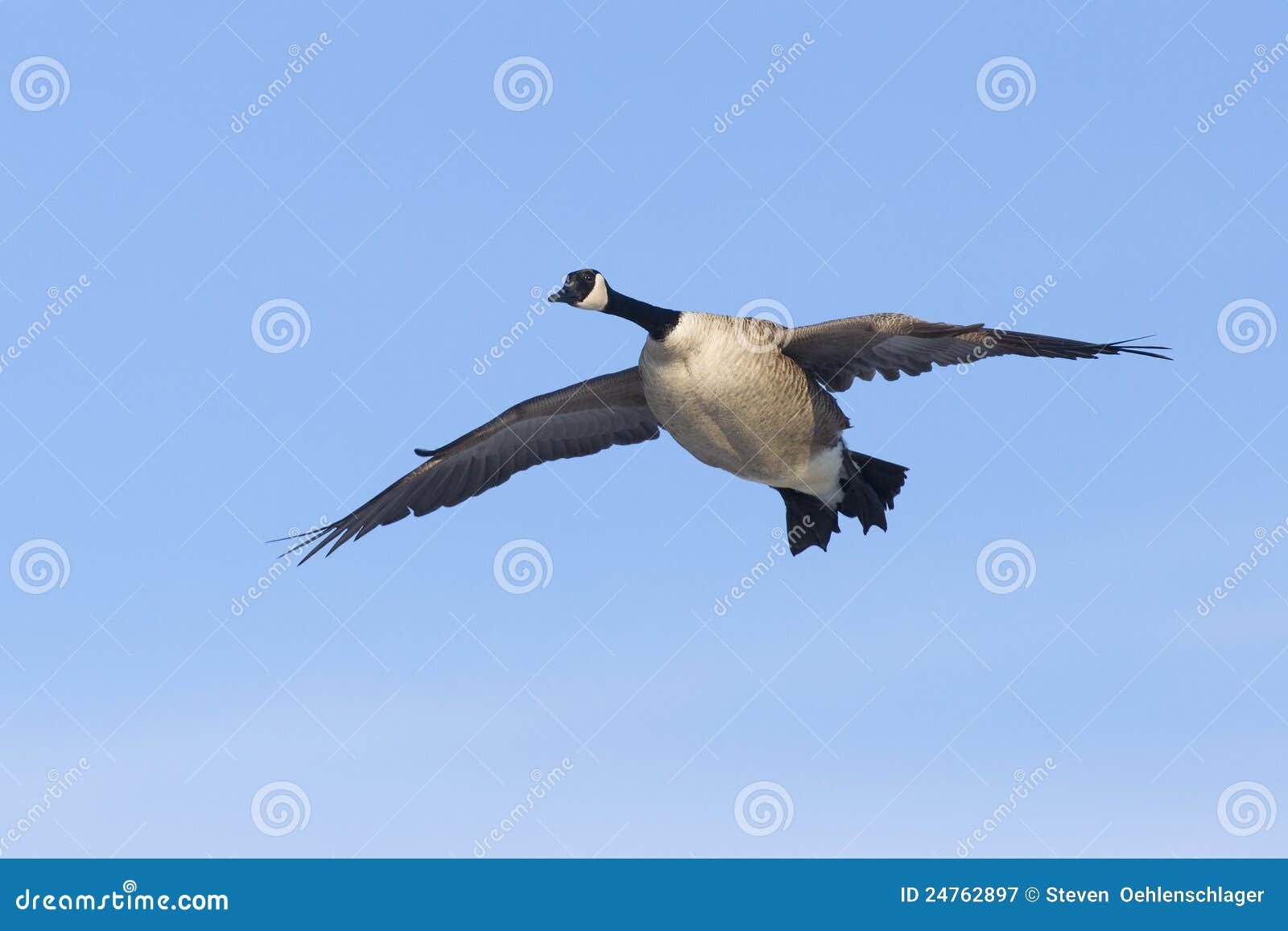 Flying Canda Goose stock image. Image of goose, flight - 24762897