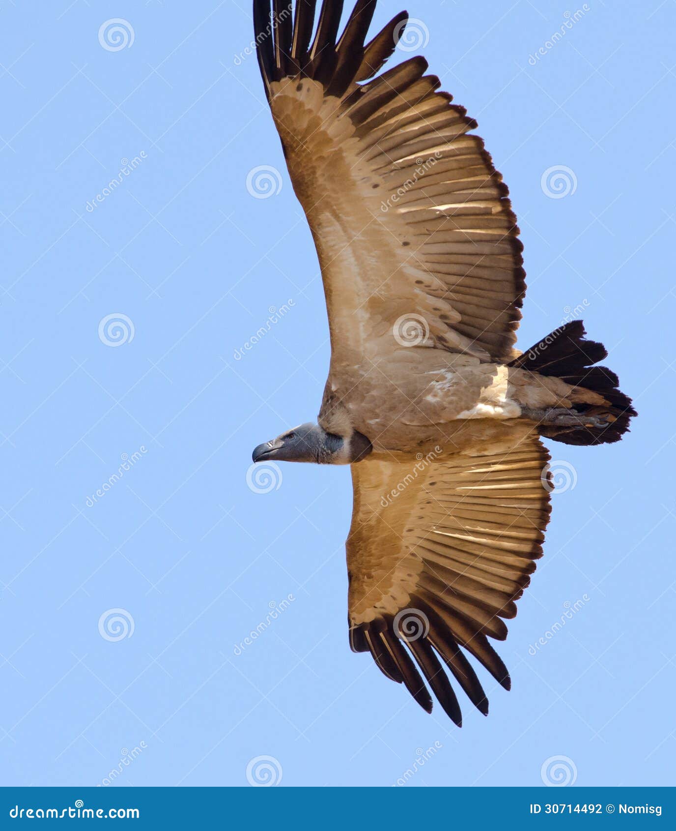 Flying Cape Vulture stock photo. Image of gyps, bird - 30714492