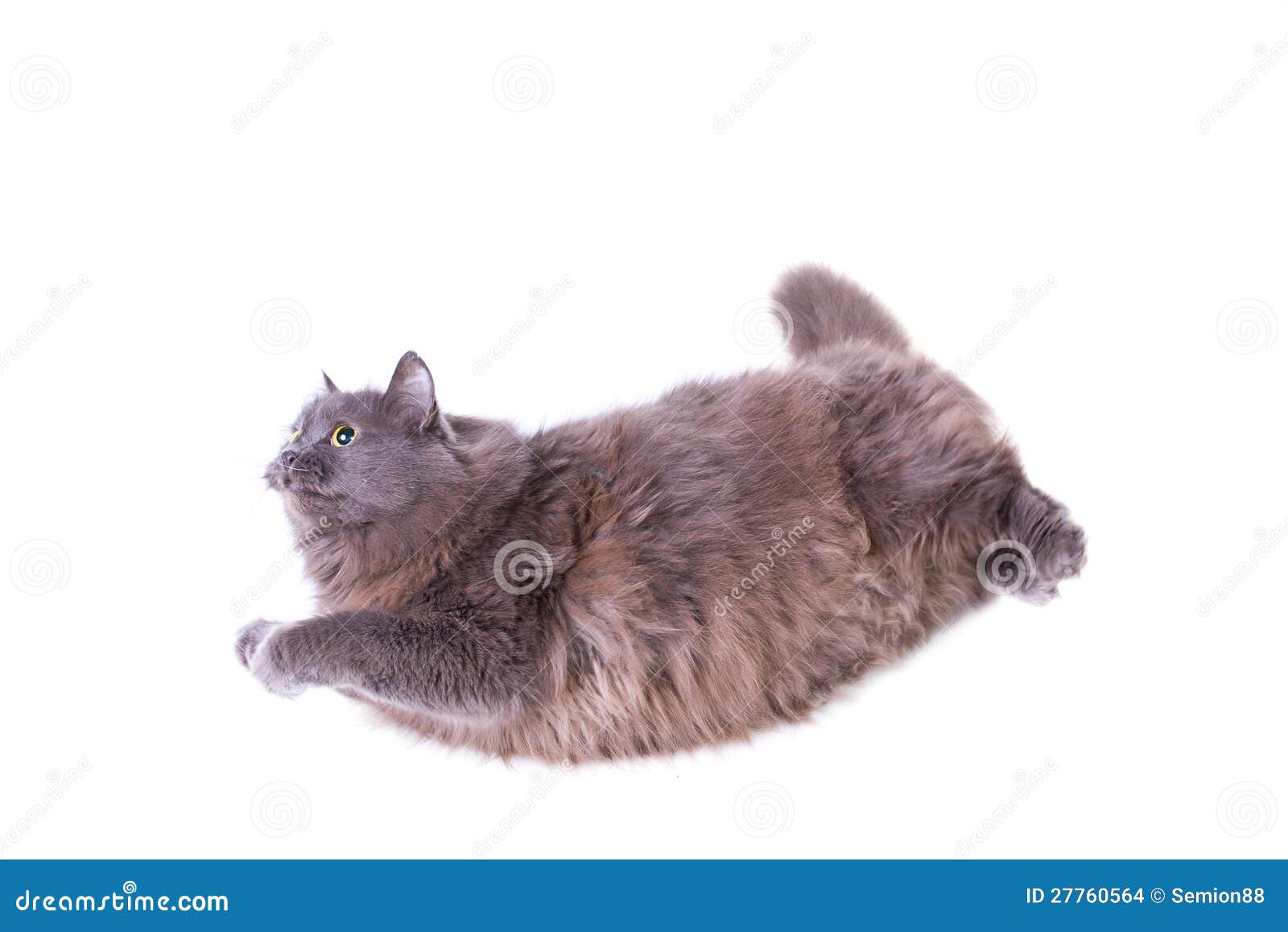 Flying cat stock photo. Image of mammal, cheerful, feline - 27760564