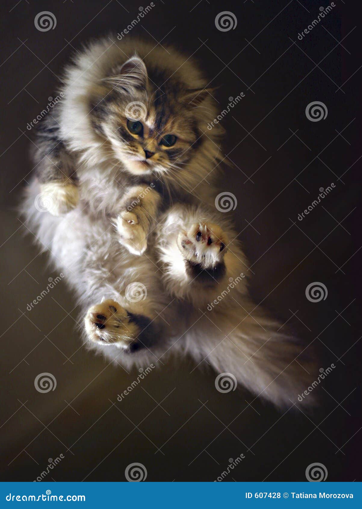 Flying cat stock photo. Image of play, thoroughbred, state - 607428