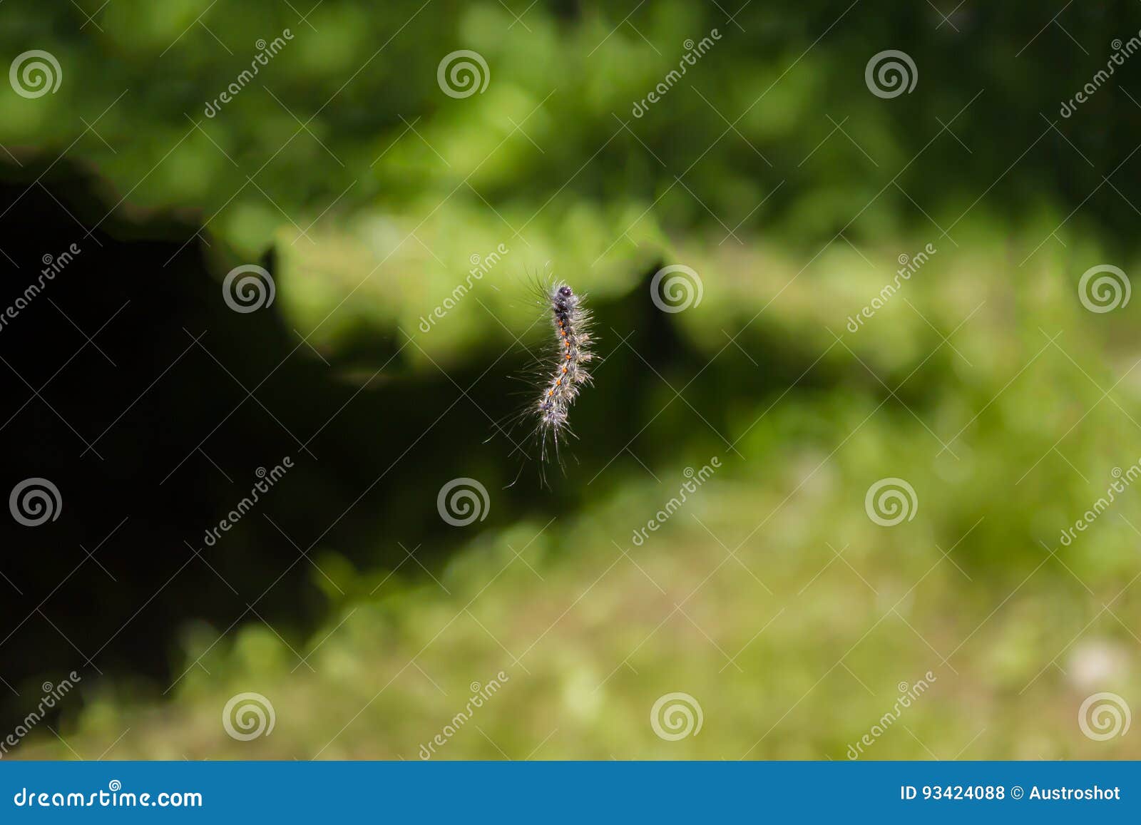 A Flying Caterpillar in the Garden Stock Photo - Image of background ...