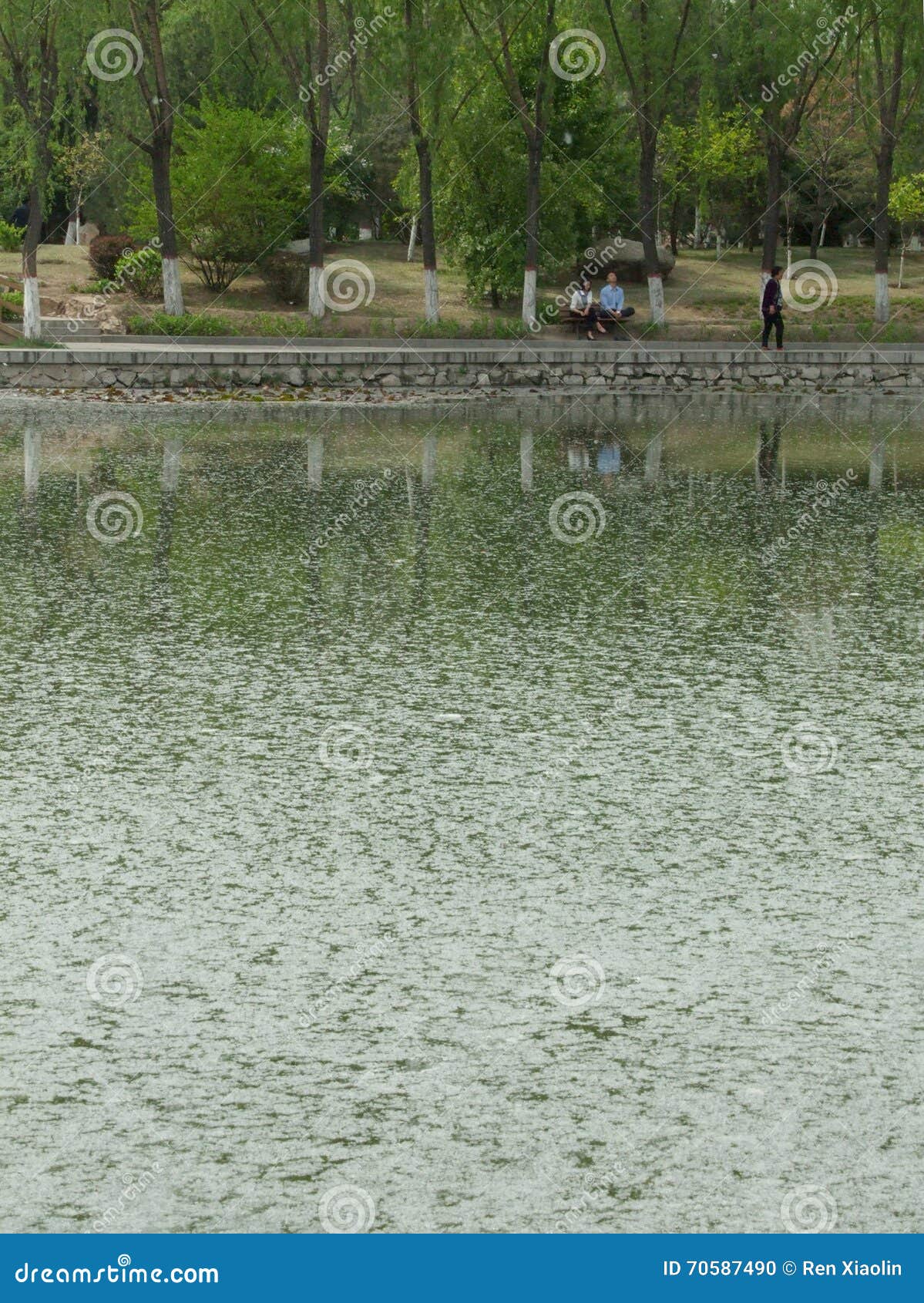 The Flying Catkins in Spring Stock Photo - Image of spring, surface ...