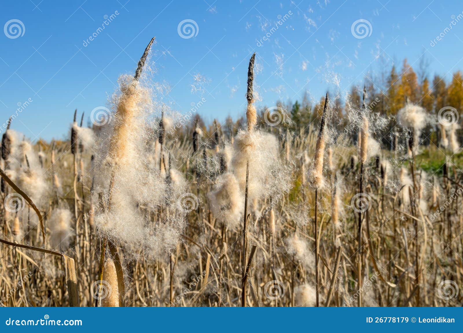 Flying cattail fluff. stock image. Image of meadow, reedmace - 26778179
