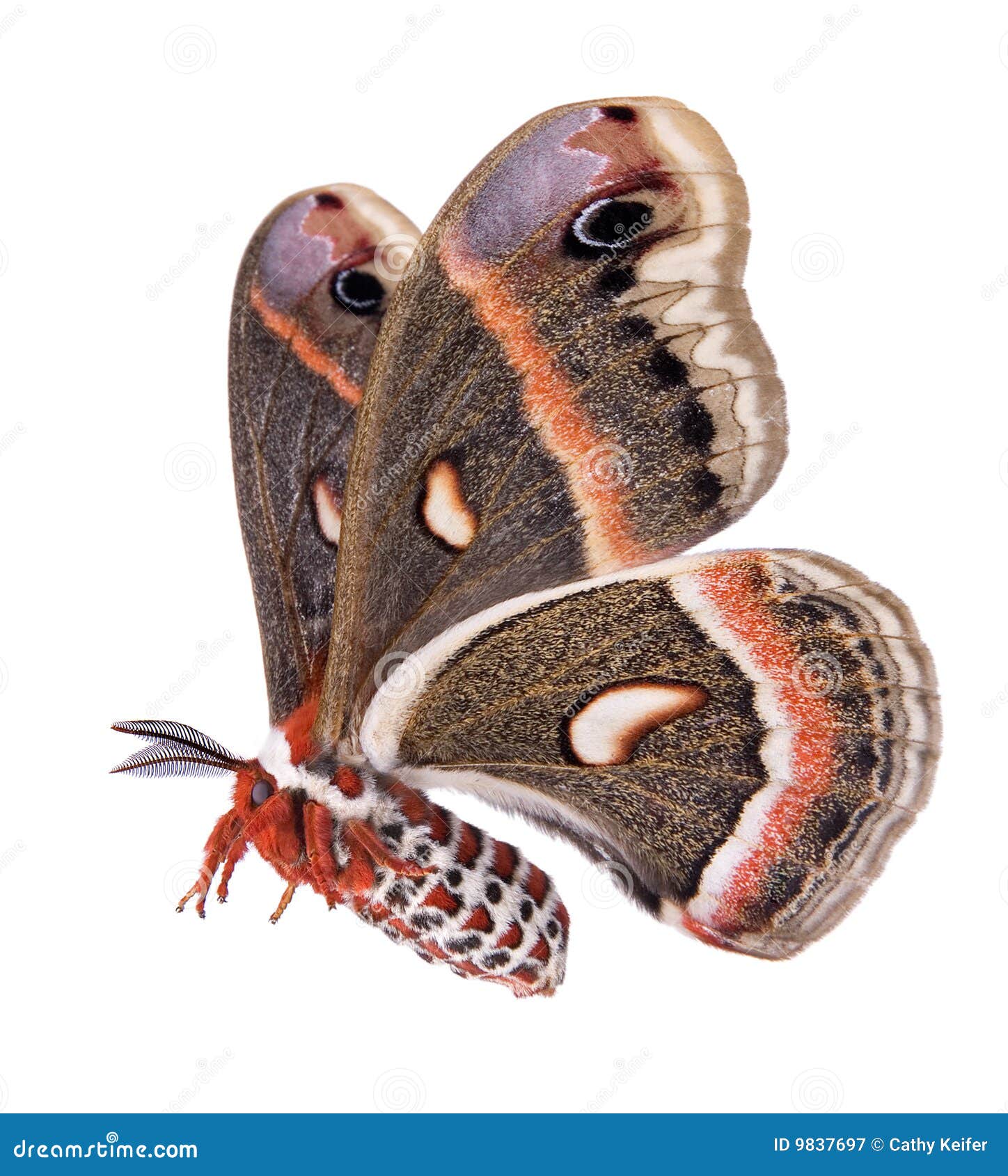 Cecropia Moth Royalty-Free Stock Photography | CartoonDealer.com #20291285