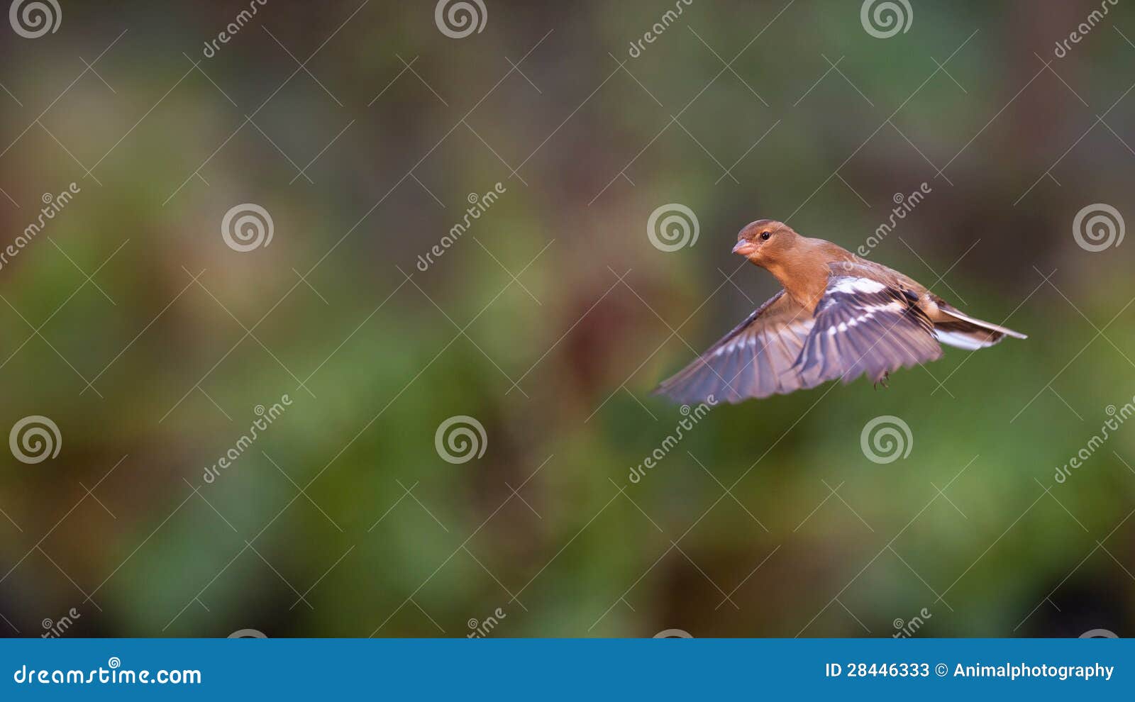 Flying Chaffinch stock image. Image of colorfull, fringilla - 28446333