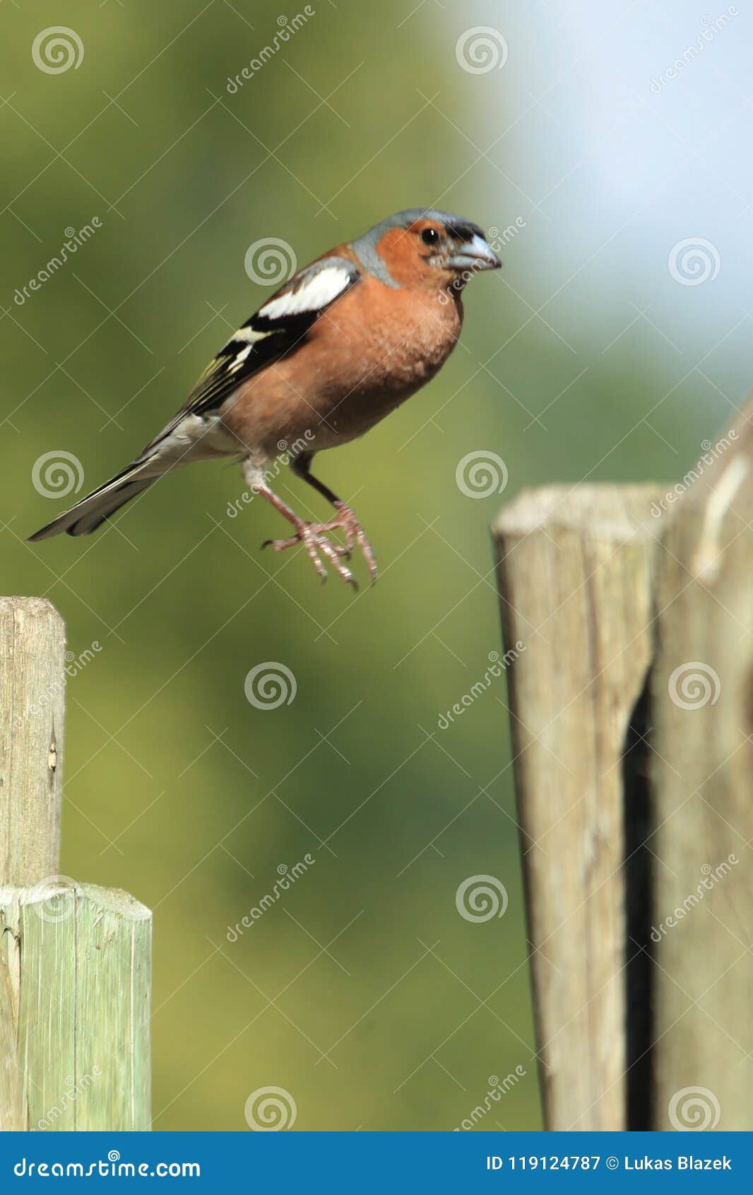 Flying chaffinch stock image. Image of animal, flying - 119124787