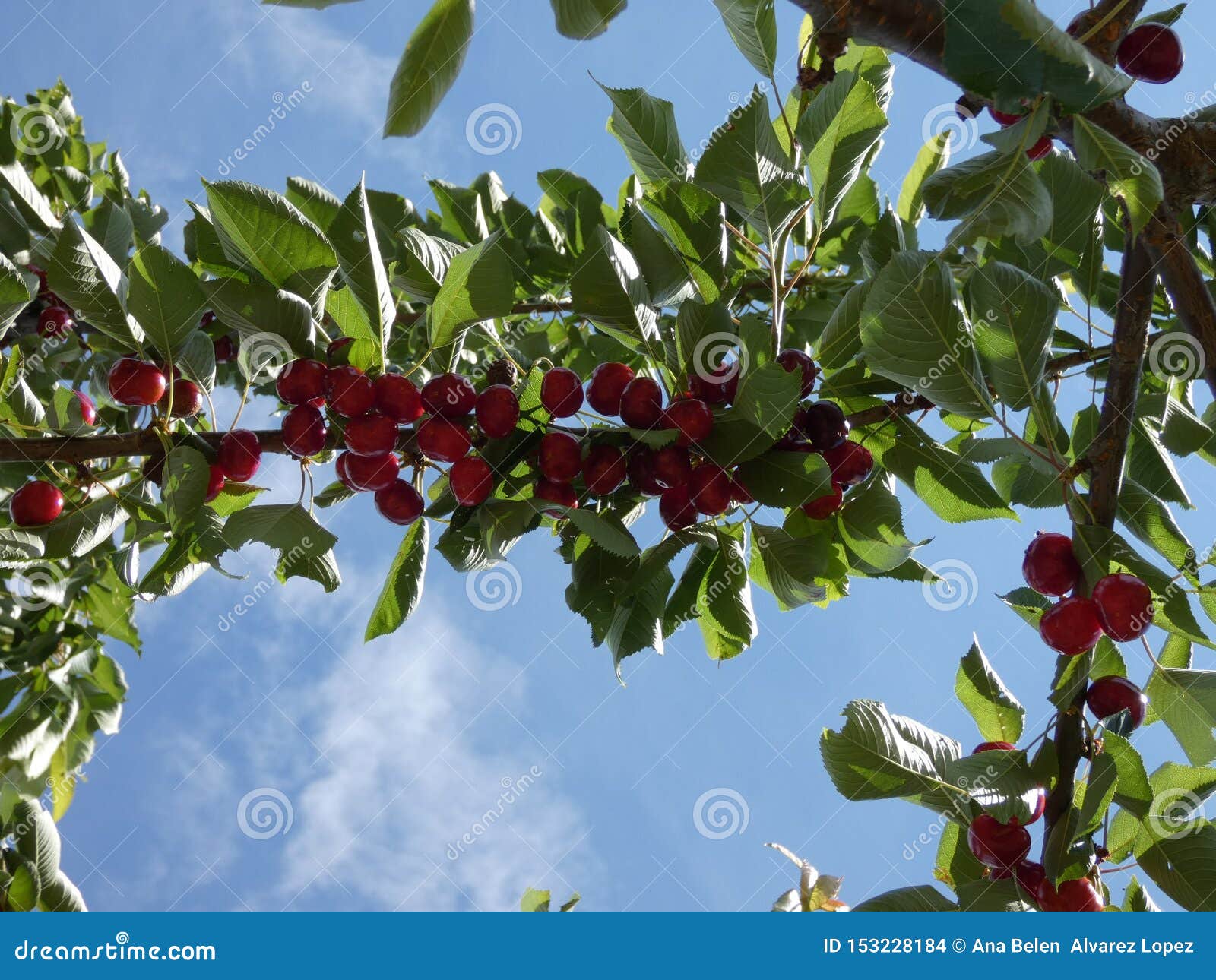 Flying cherries stock photo. Image of fruit, spring - 153228184