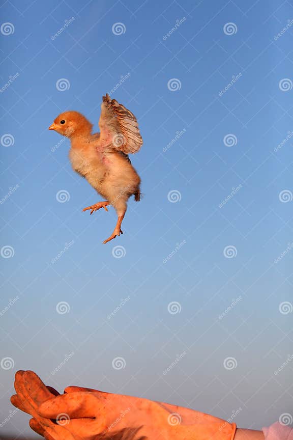 Flying chicken stock image. Image of hair, farming, love - 14053305