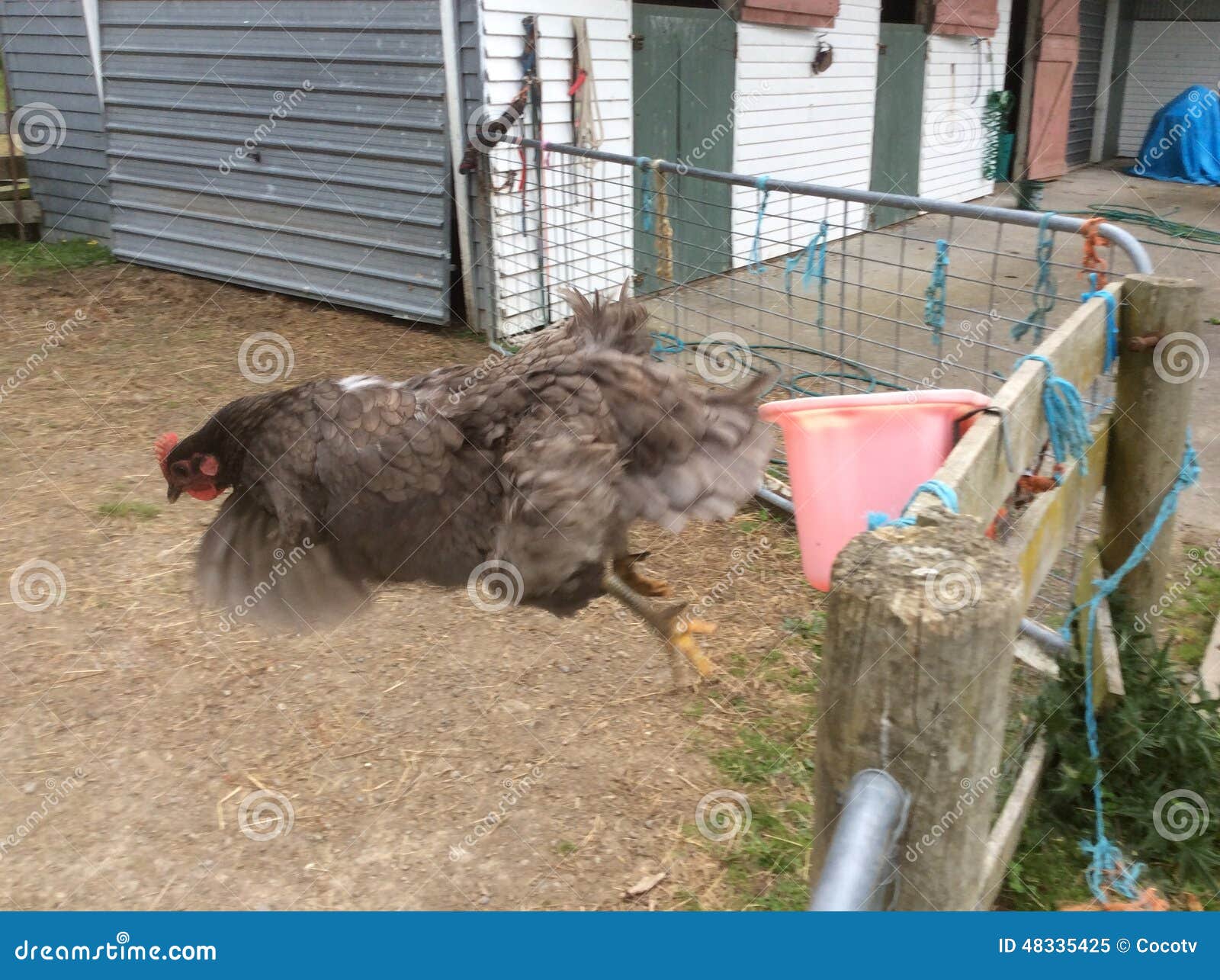 Flying Chicken stock image. Image of black, flight, flying - 48335425