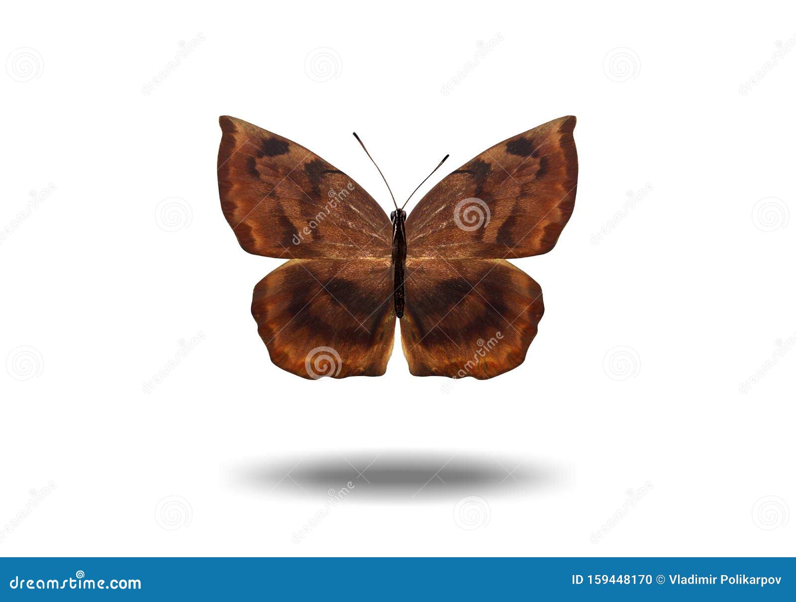 Flying Colored Butterfly with a Shadow from Below. Isolated on White ...