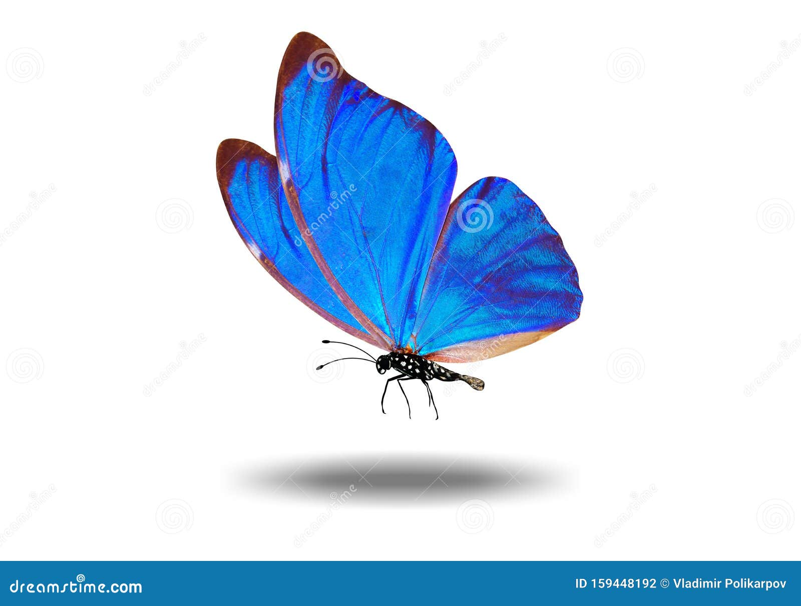 Flying Colored Butterfly with a Shadow from Below. Isolated on White ...
