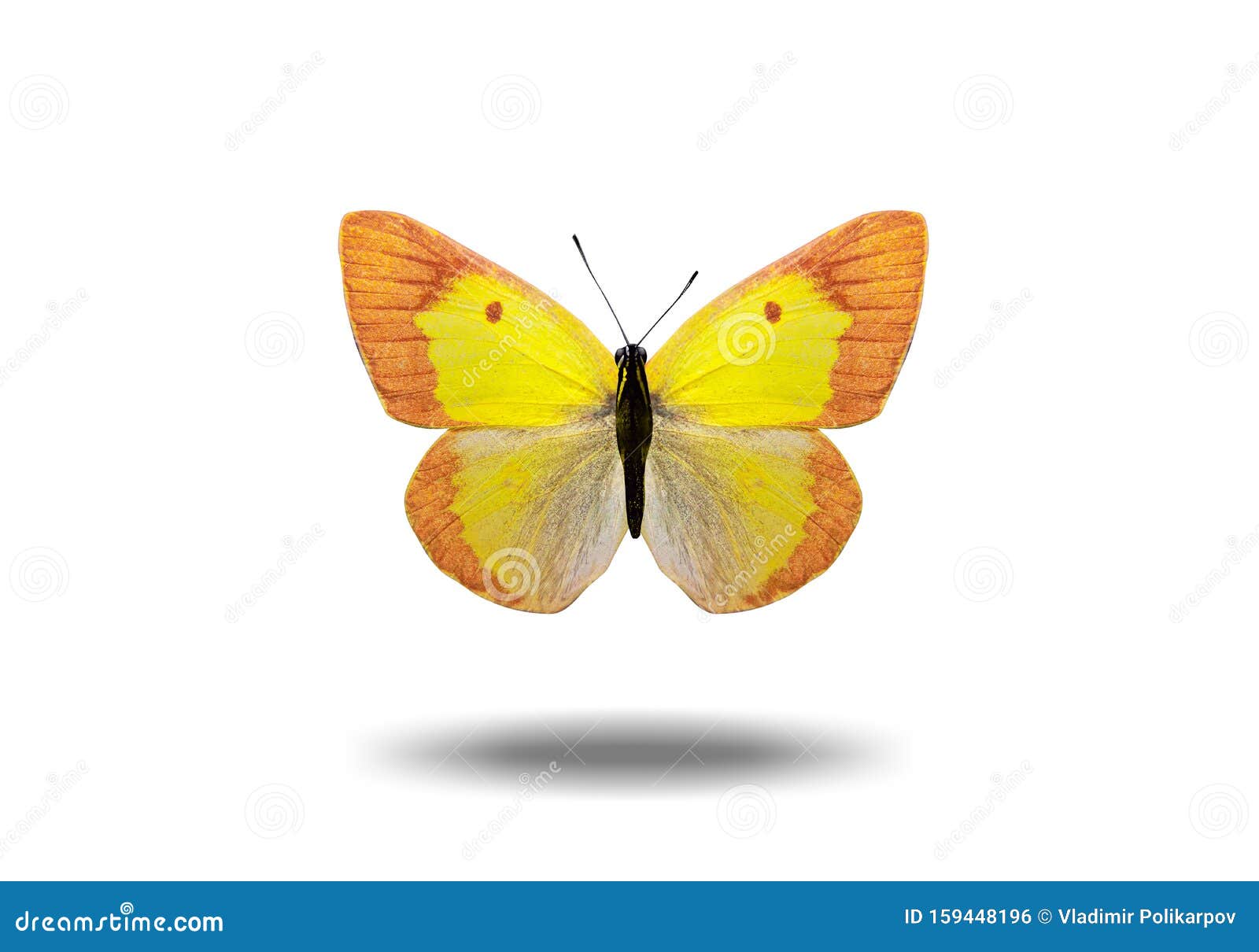 Flying Colored Butterfly with a Shadow from Below. Isolated on White ...