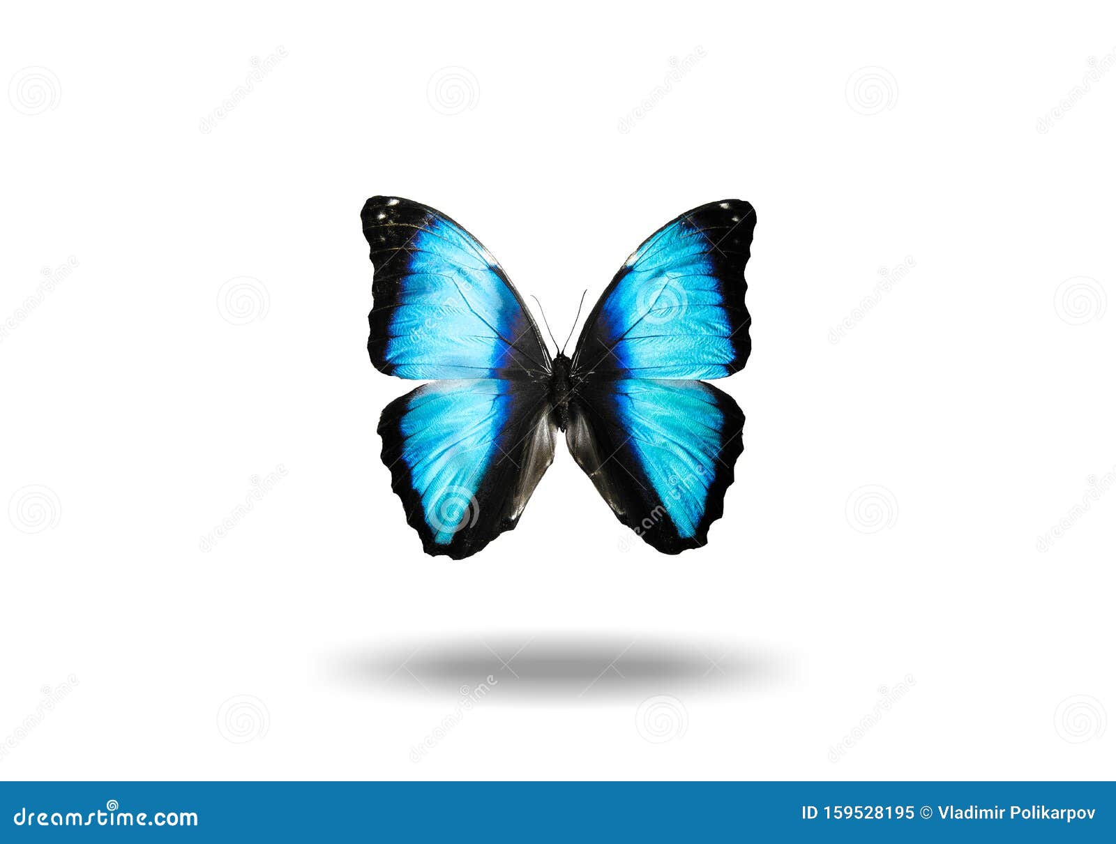 Flying Colored Butterfly with a Shadow from Below. Isolated on White ...