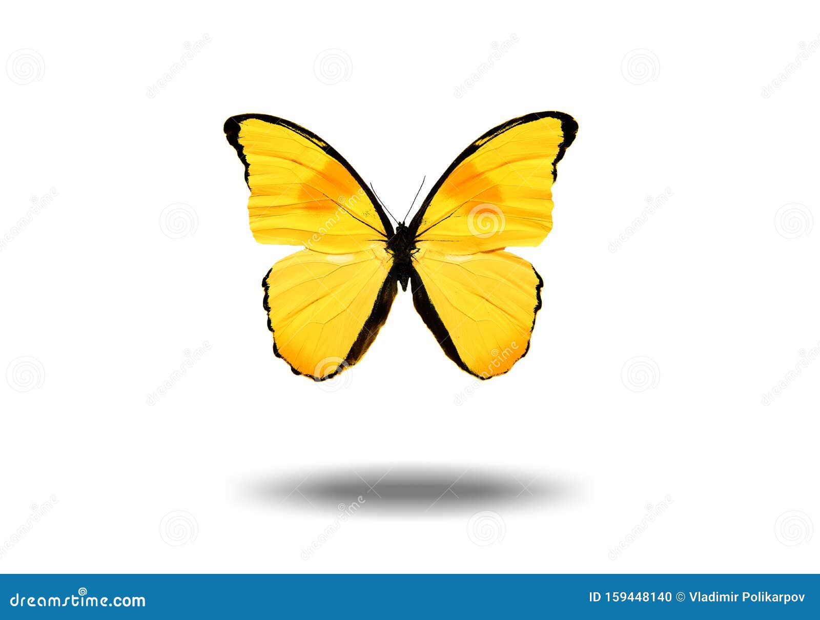 Flying Colored Butterfly with a Shadow from Below. Isolated on White ...