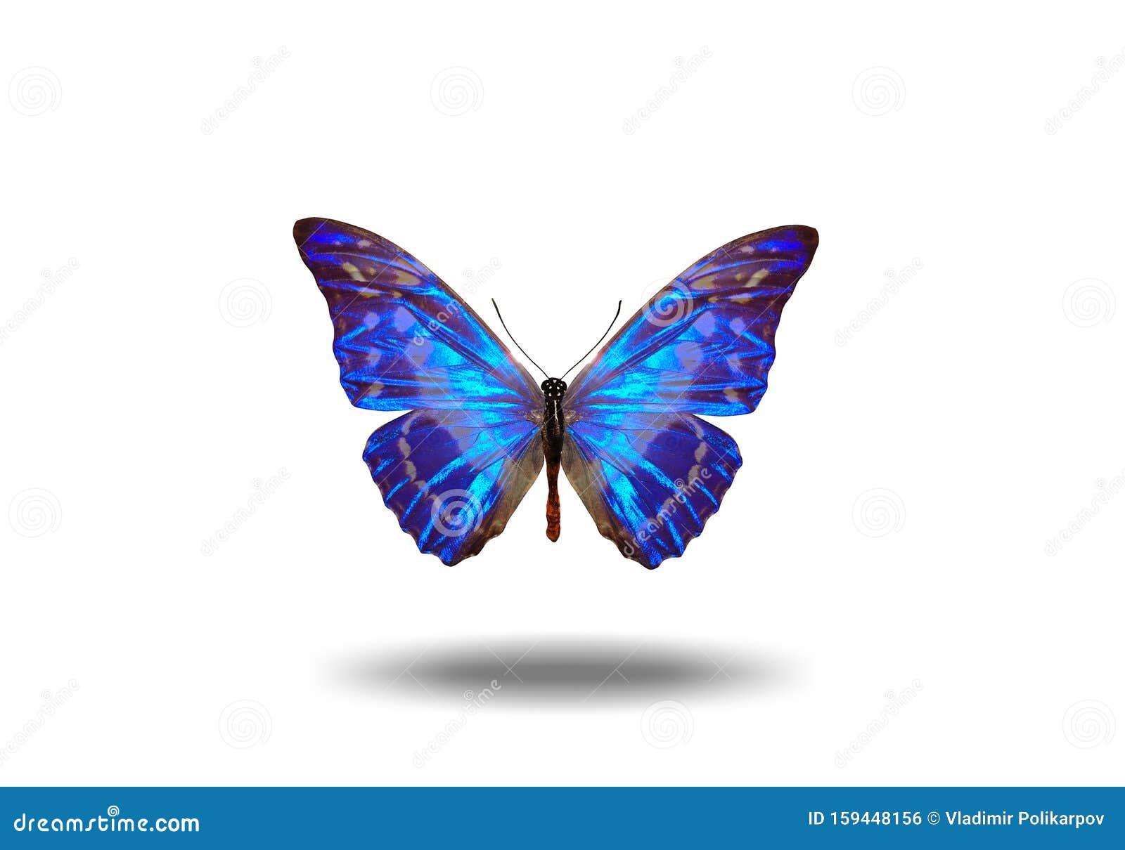 Flying Colored Butterfly with a Shadow from Below. Isolated on White ...