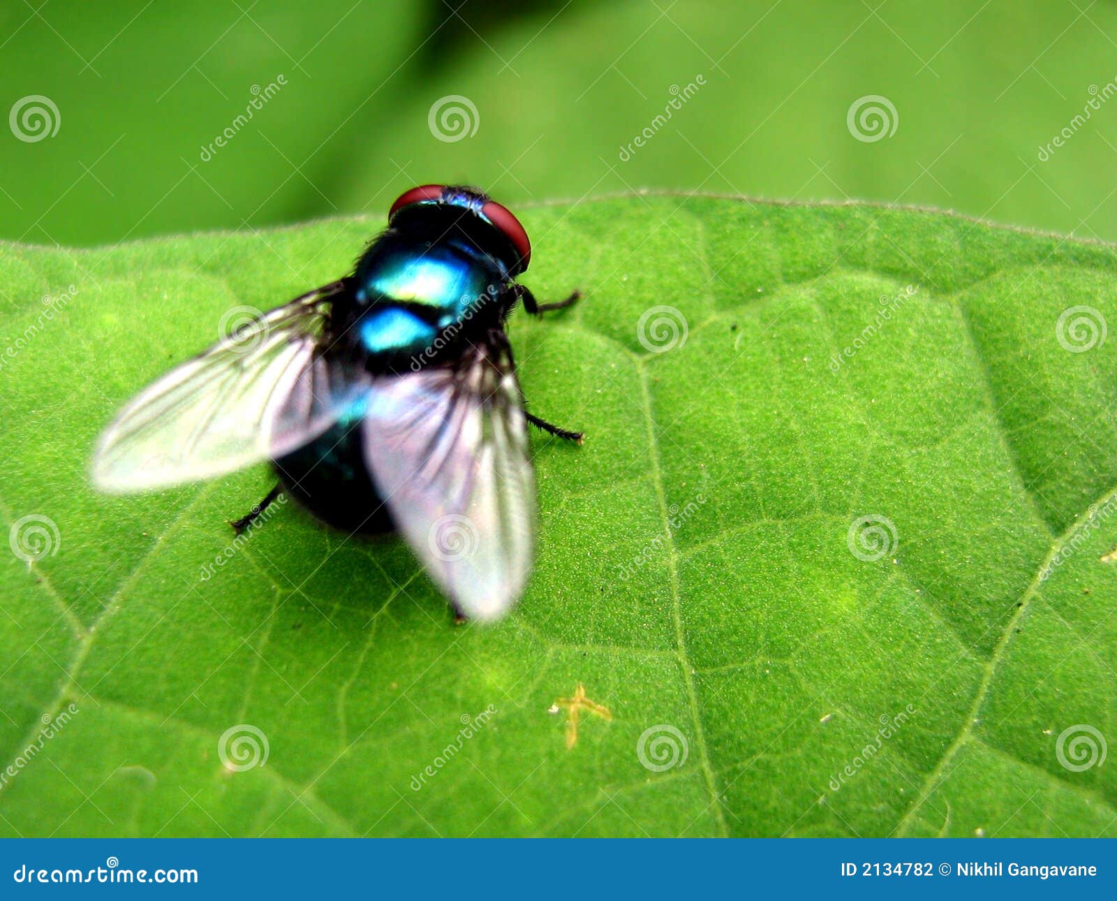 Flying Colors stock photo. Image of beautiful, colors - 2134782