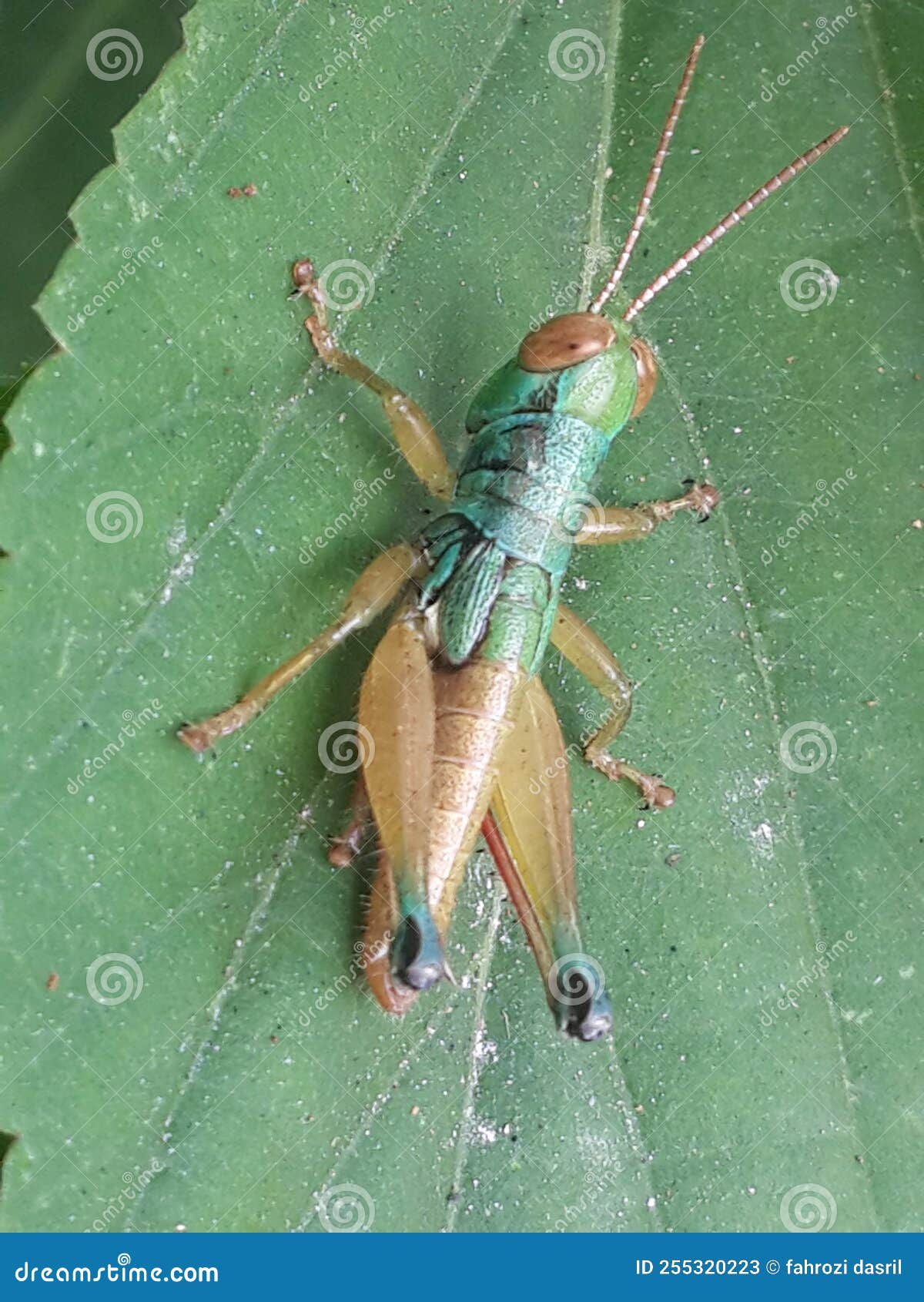Flying combat grasshopper stock image. Image of bela - 255320223