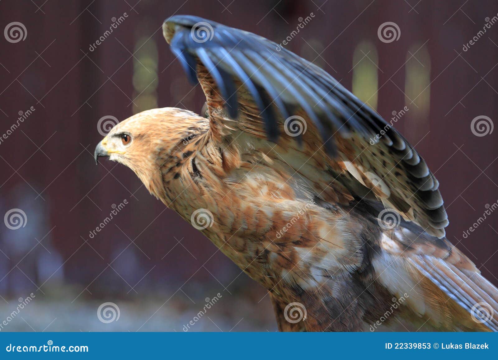 Flying common buzzard stock image. Image of flying, bird - 22339853