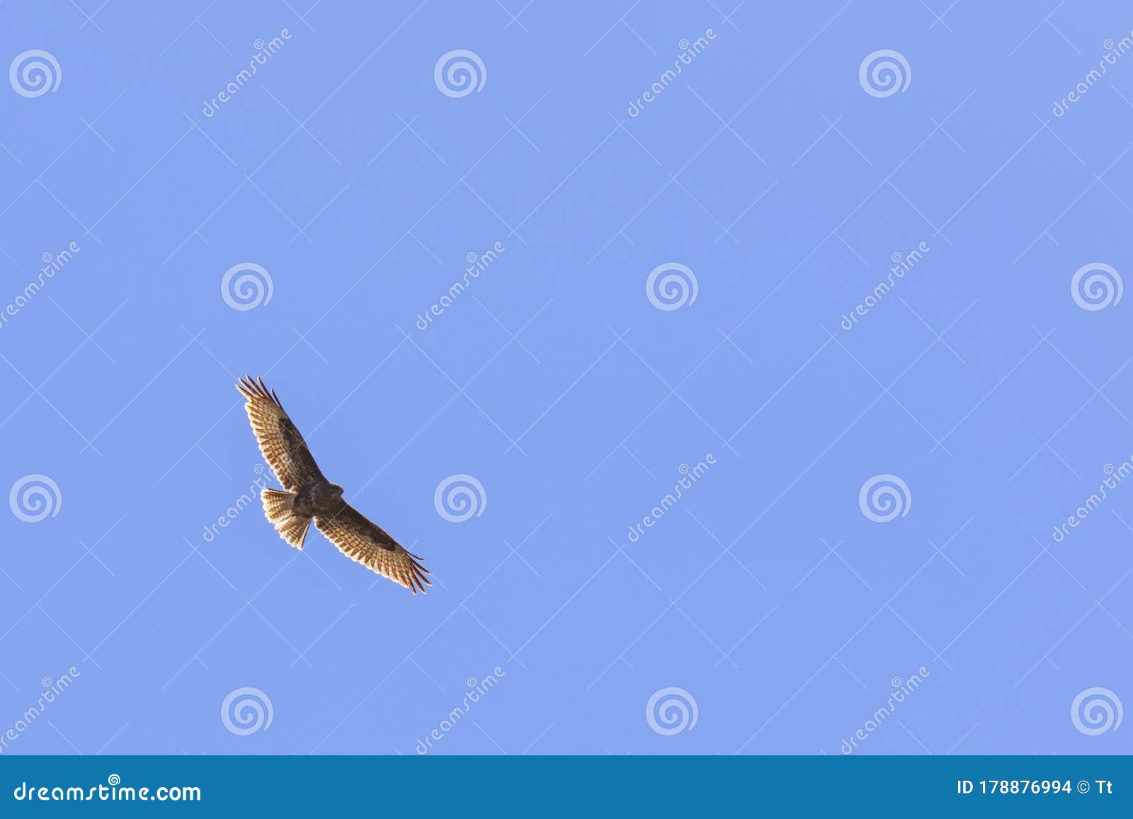Flying Common Buzzard at a Clear Summer Sky Stock Photo - Image of wild ...