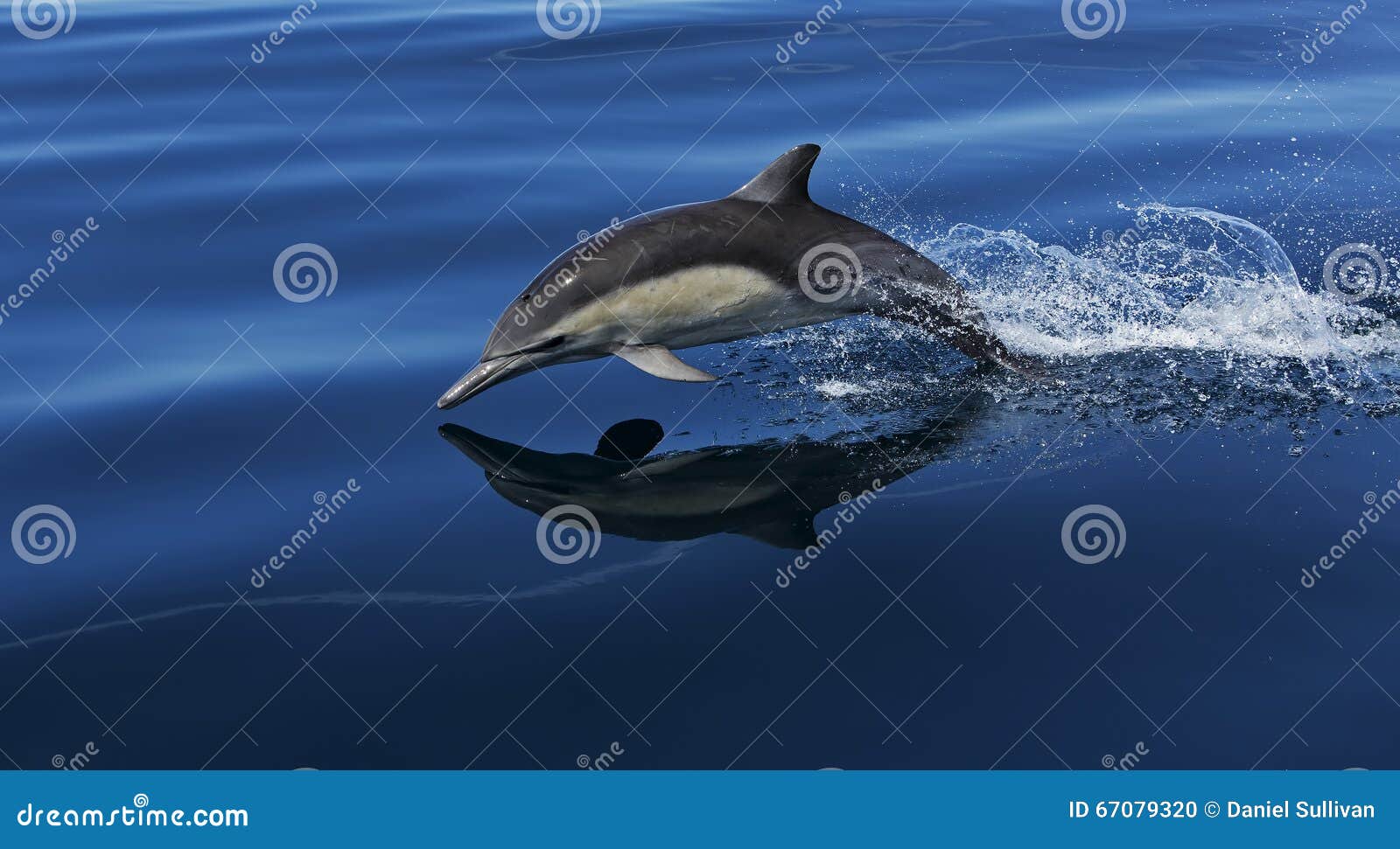 A flying common dolphin stock photo. Image of pacific - 67079320