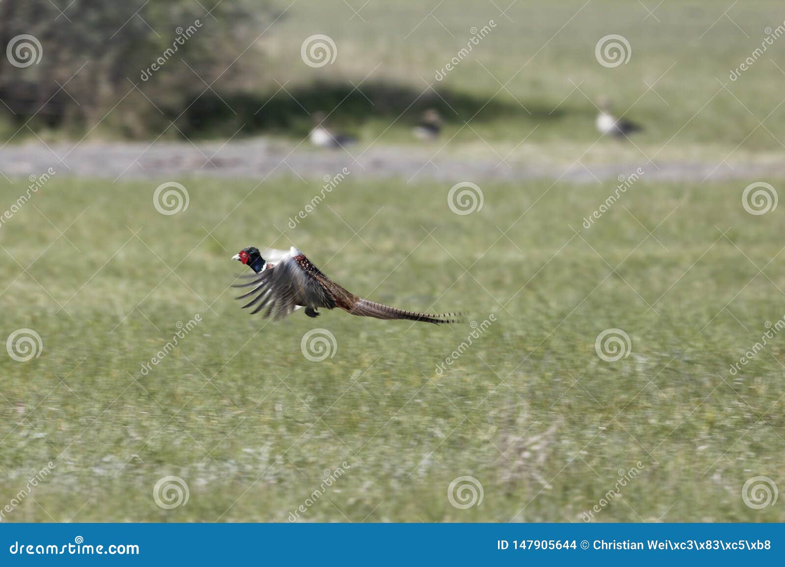 Flying Common Pheasant Phasianus Colchicus Stock Photo - Image of ...