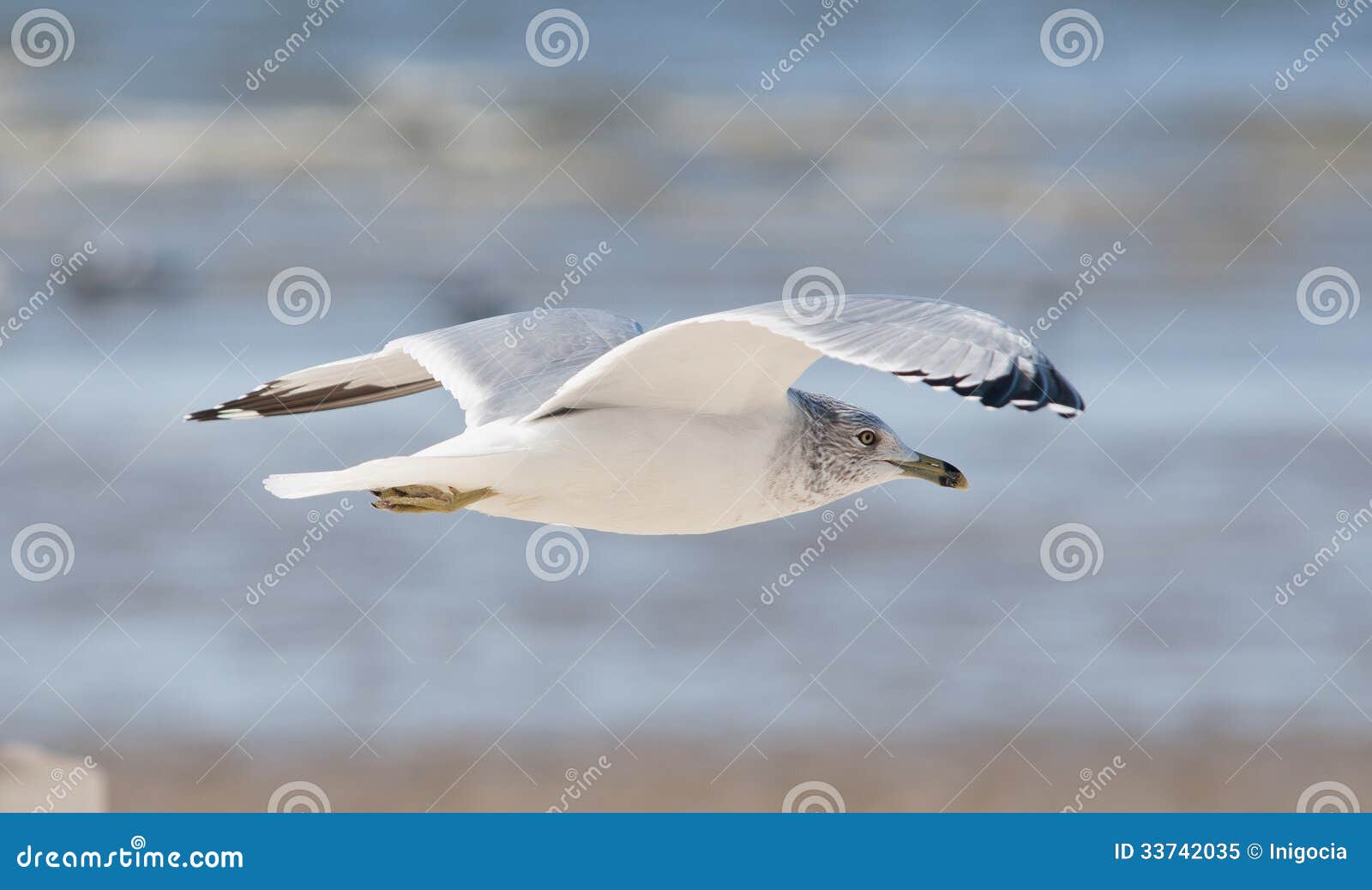 Flying common seagull stock image. Image of vital, nature - 33742035