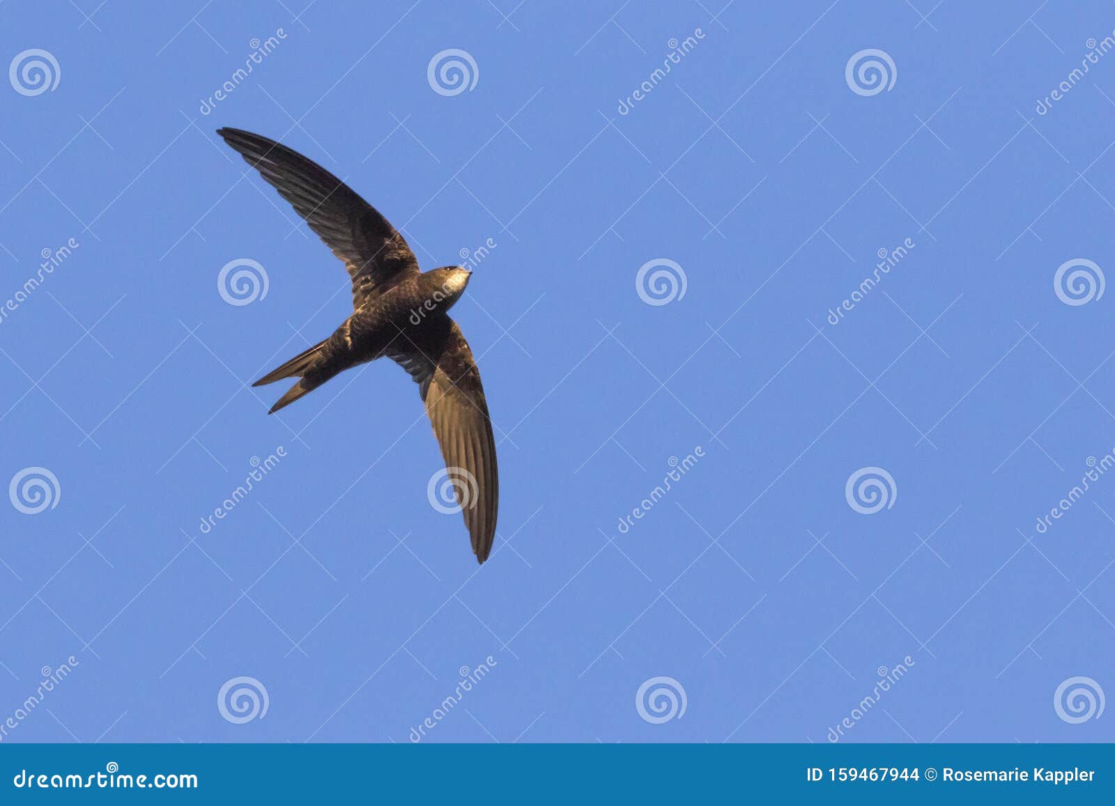 Common swift Apus apus stock photo. Image of beak, feathering - 159467944