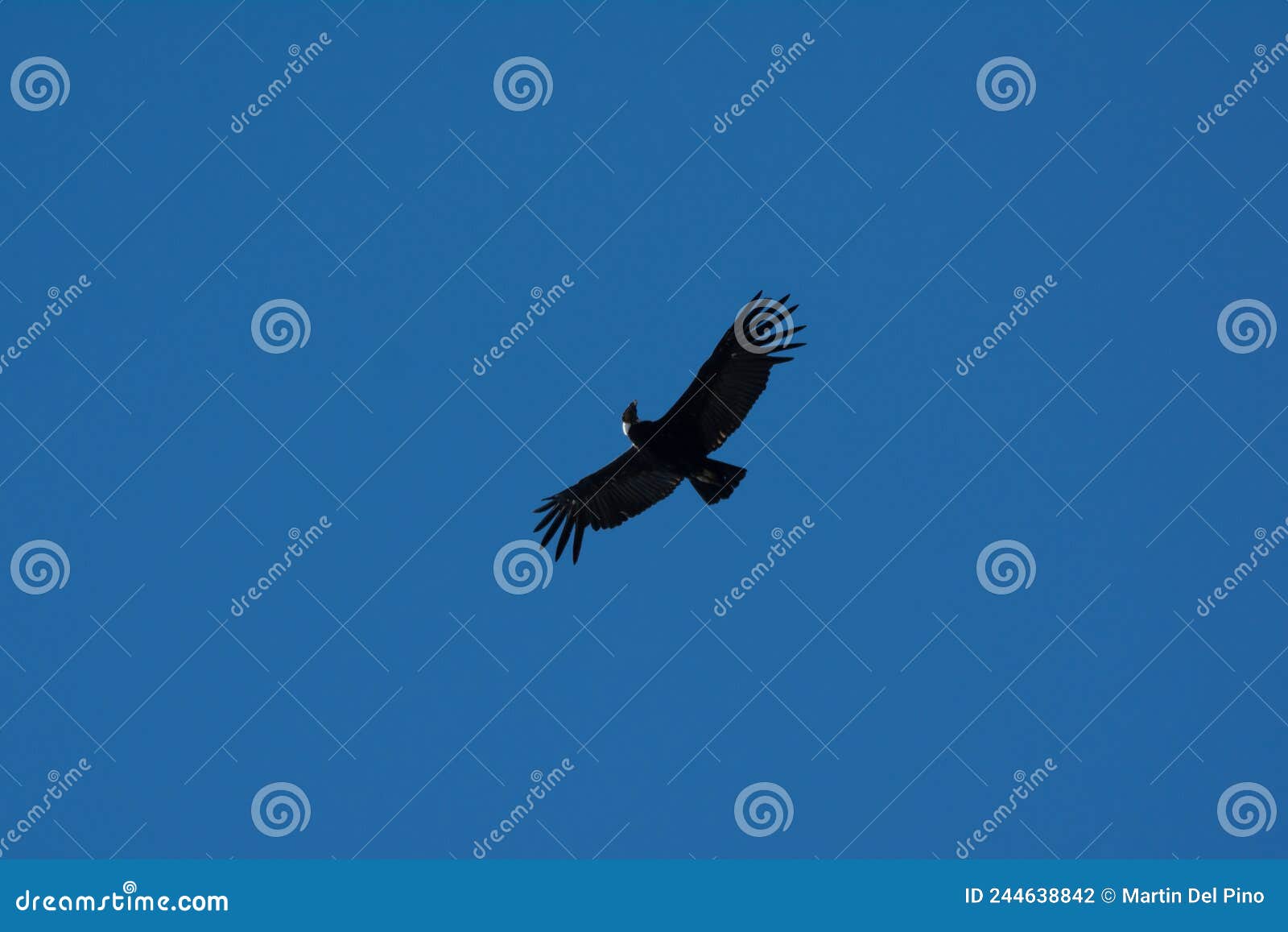 Flying Condor stock photo. Image of andean, bird, nature - 244638842
