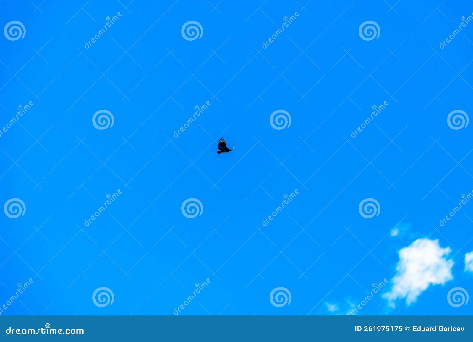Flying Condor in the Blue Sky Stock Image - Image of freedom, bird ...