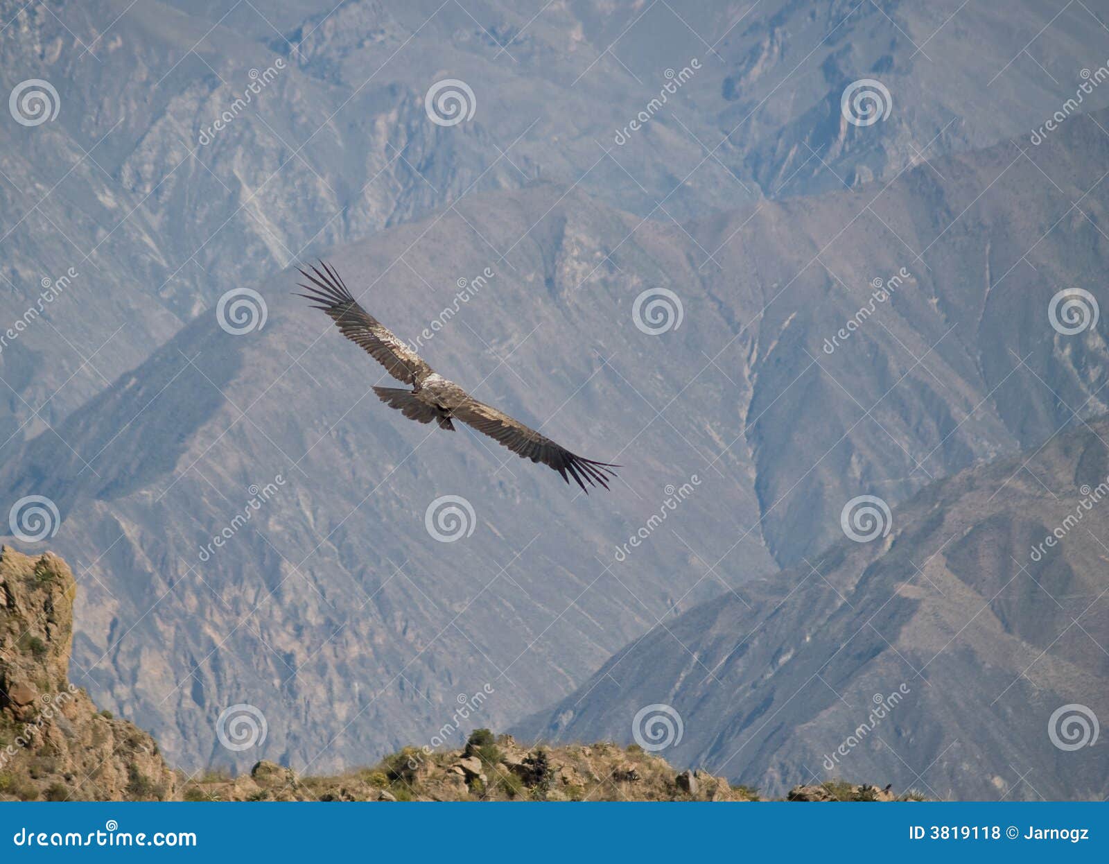 Flying Condor in the Colca Canyon Stock Photo - Image of condor, aerial ...