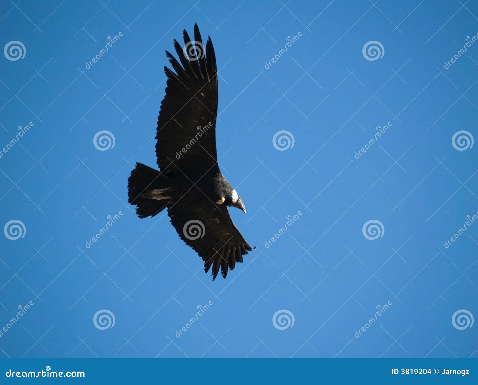 Flying Condor in the Colca Canyon Stock Photo - Image of tour, outdoors ...