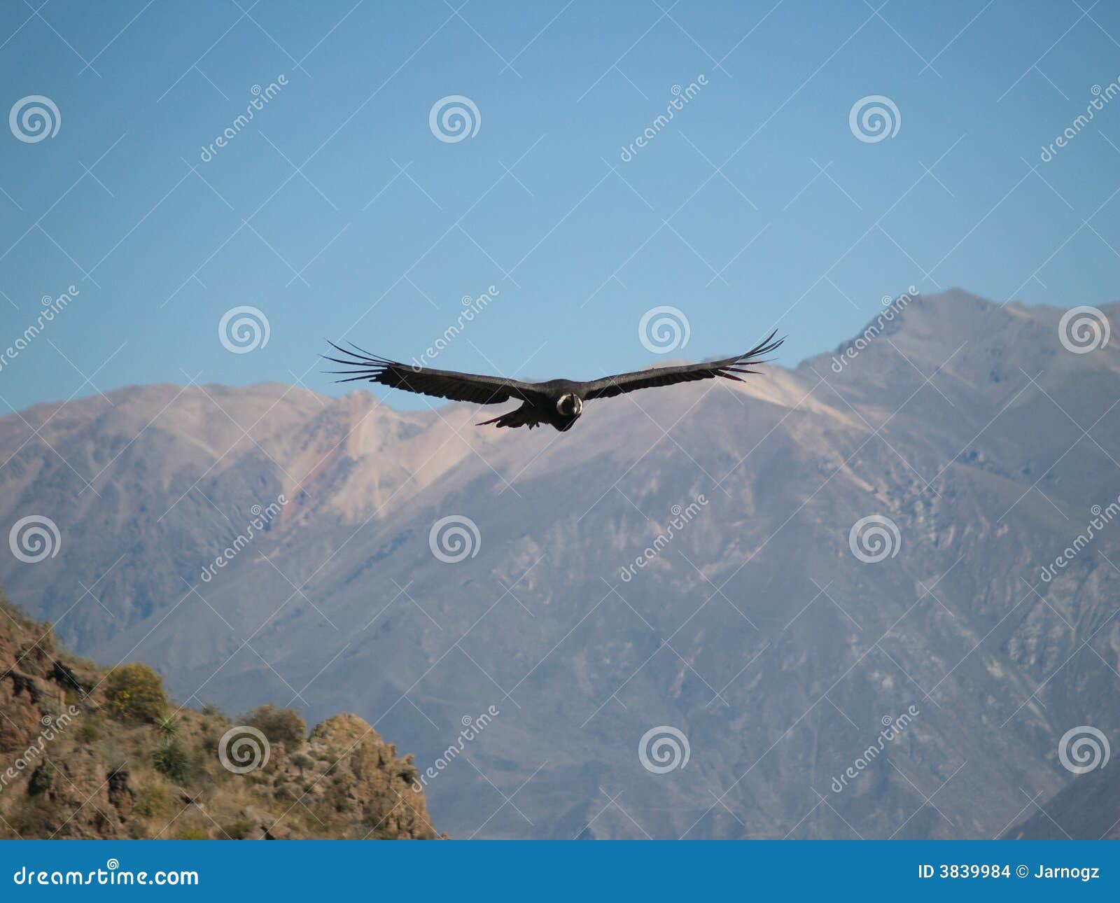 Flying Condor in the Colca Canyon Stock Photo - Image of sighting ...