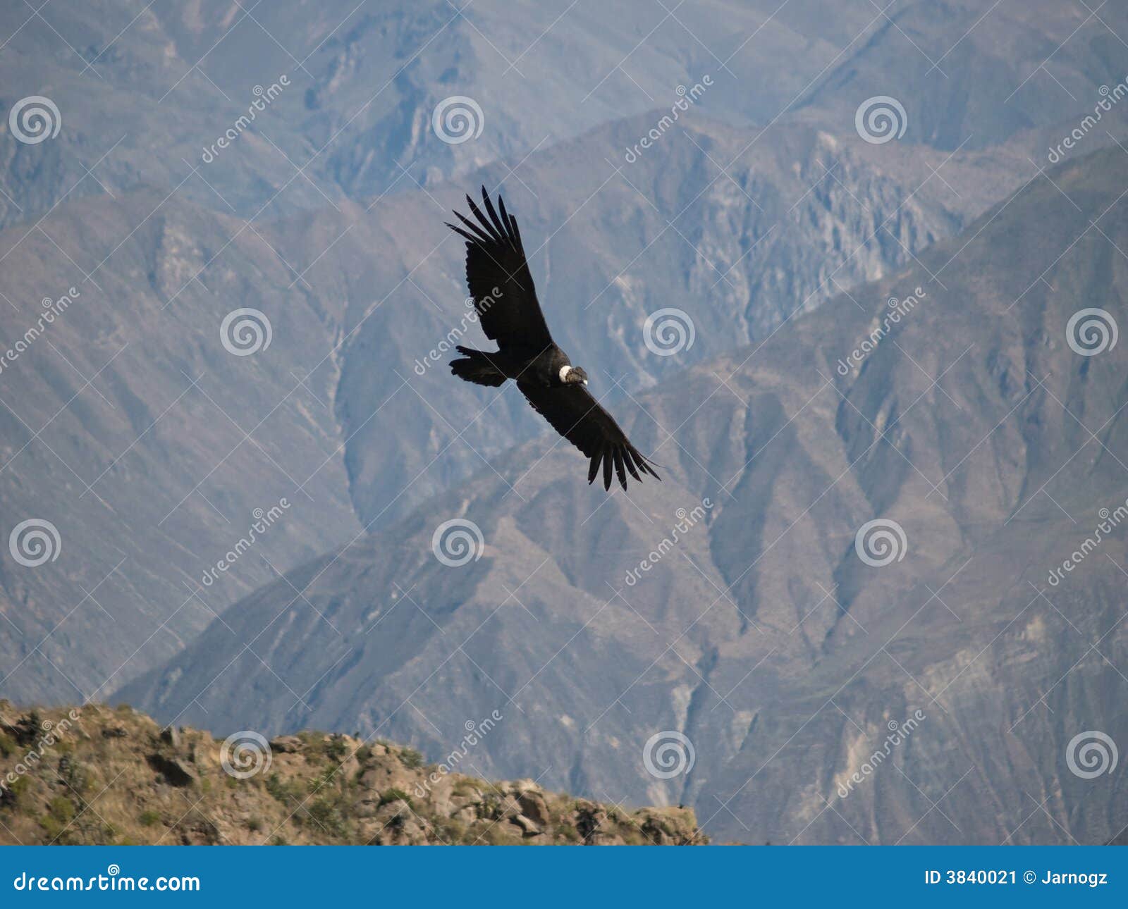 Flying Condor in the Colca Canyon Stock Image - Image of side, peru ...