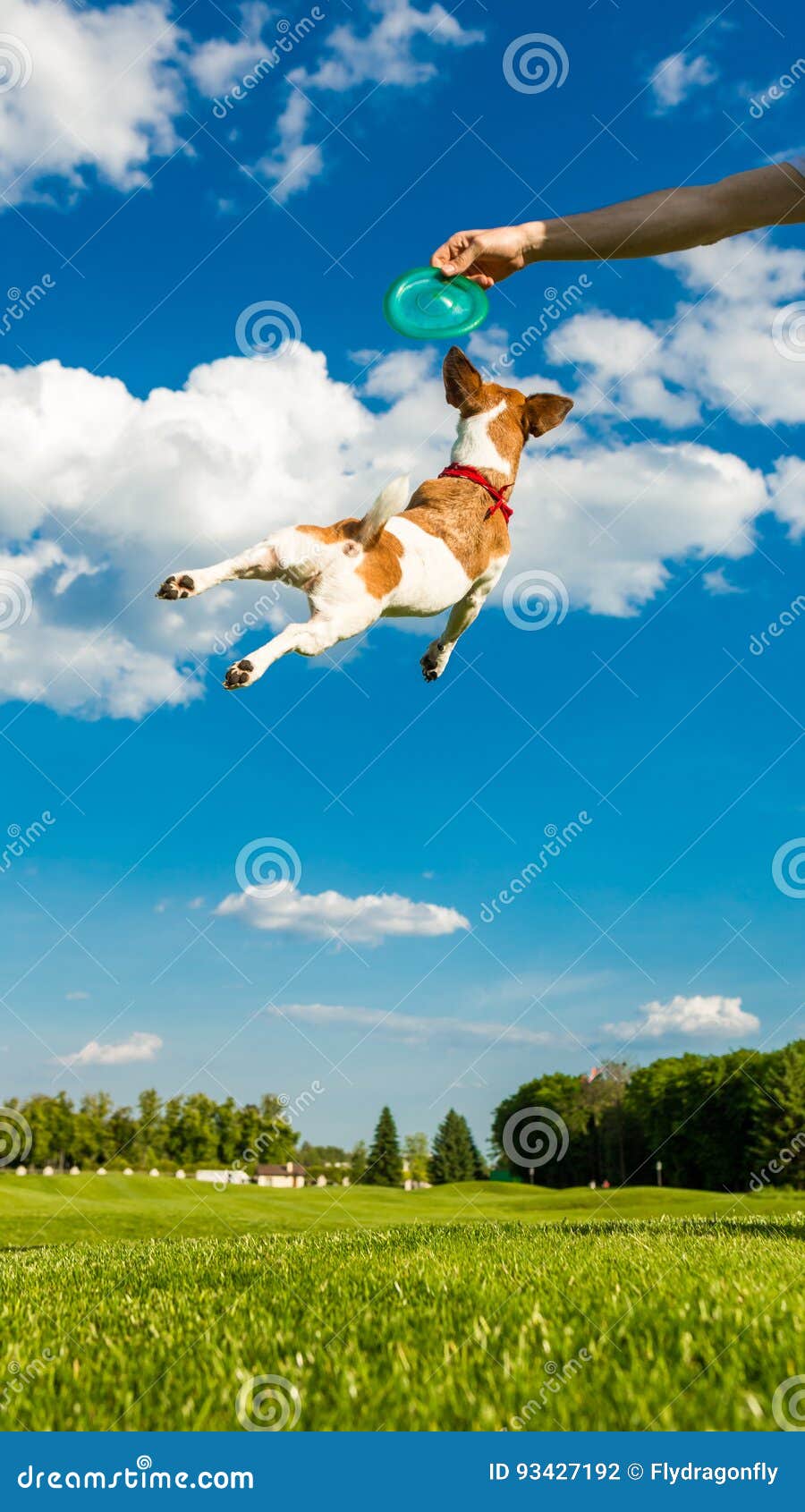 Flying Cool Dog. Funny Playing Pet. Stock Photo - Image of curious ...