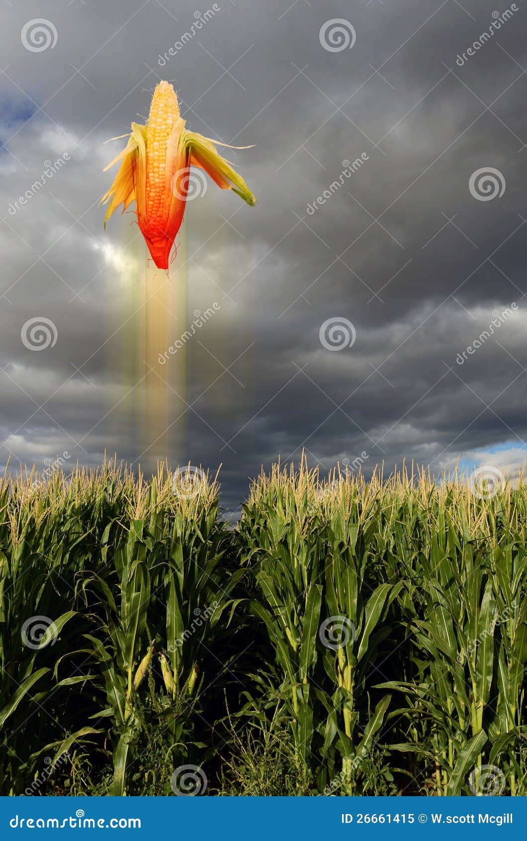 Flying corn in field stock image. Image of agricultural - 26661415