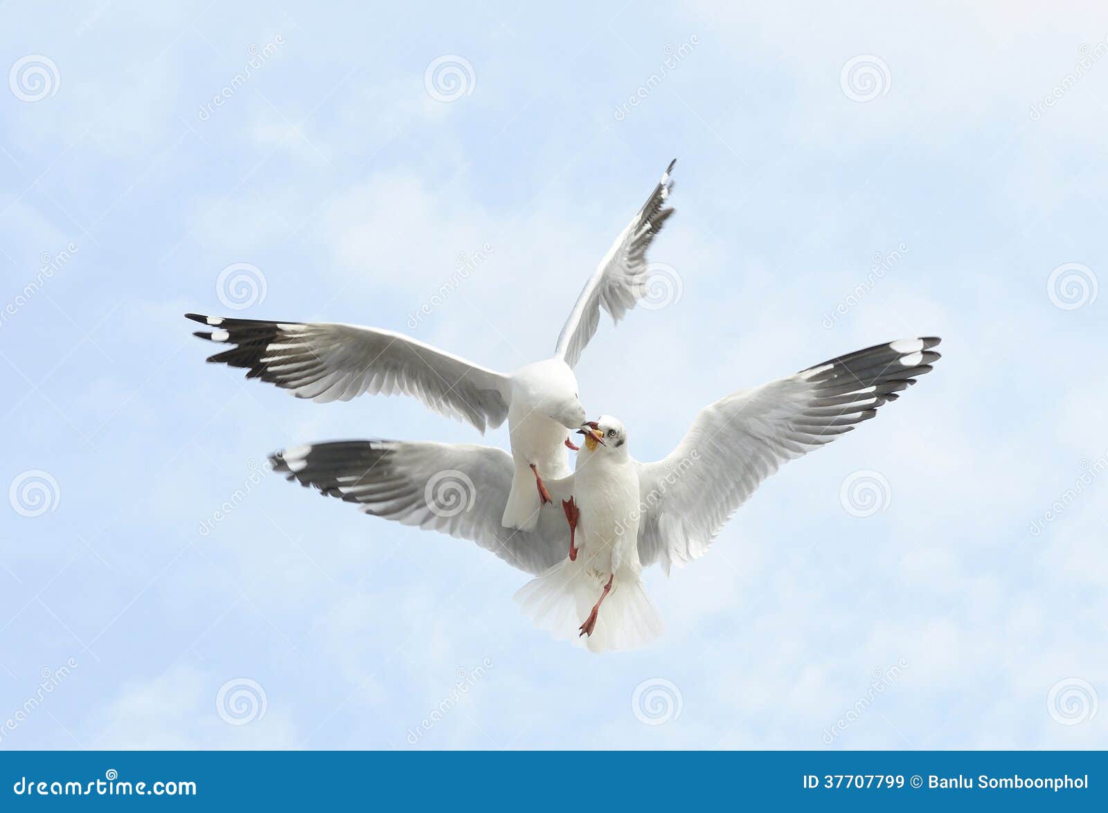 Flying Couple Common Seagull on Sky Stock Image - Image of wildlife ...