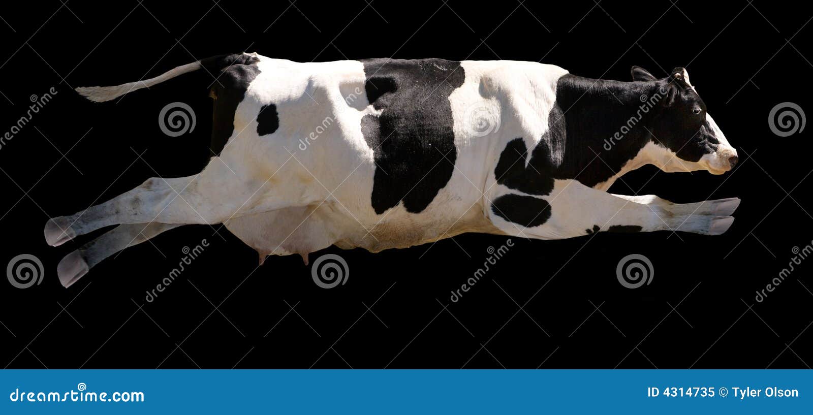 Flying Cow stock image. Image of black, fiction, bizarre - 4314735