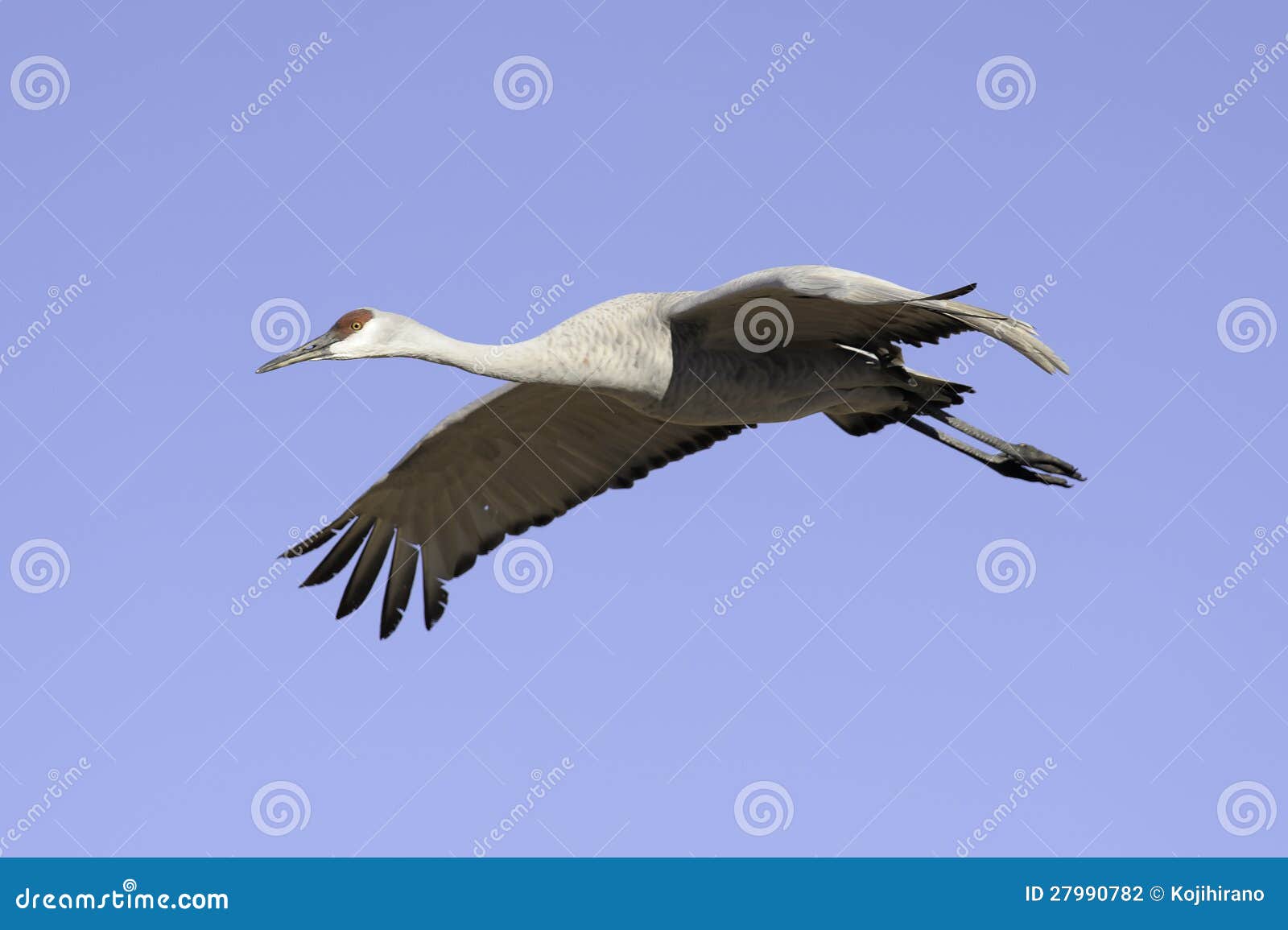 Flying crane stock photo. Image of refuge, wild, birds - 27990782