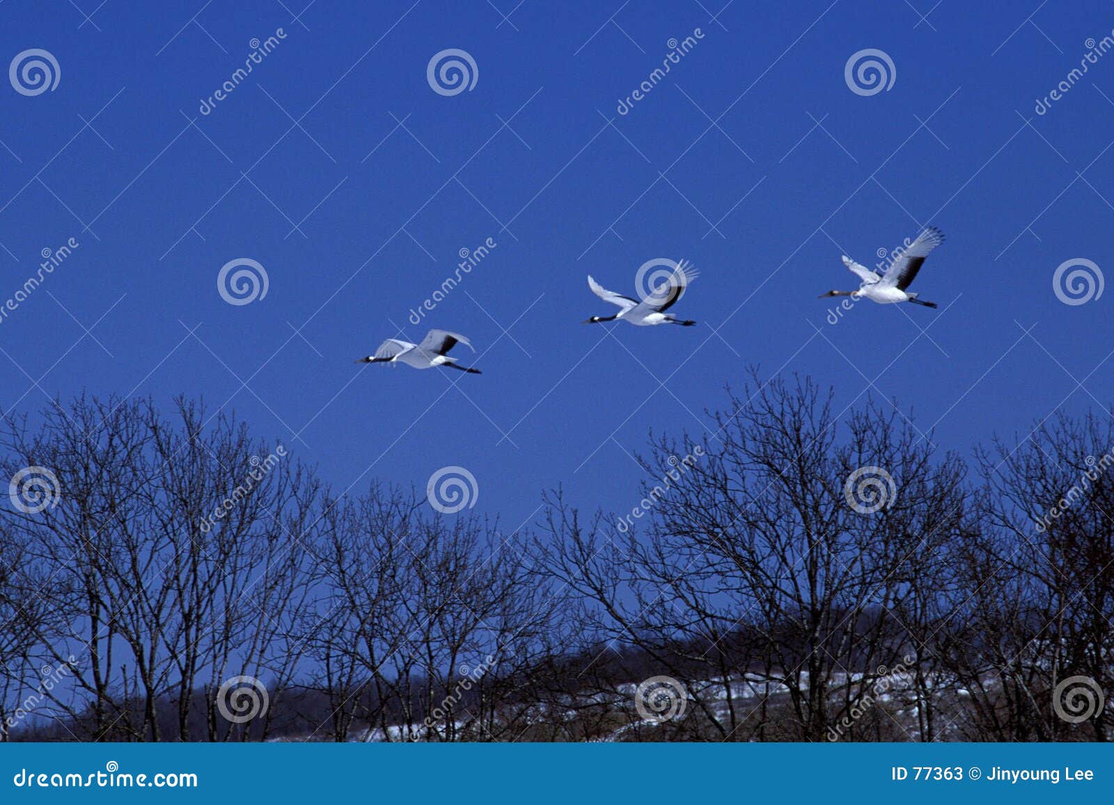 Flying Crane stock image. Image of environment, season, beautiful - 77363