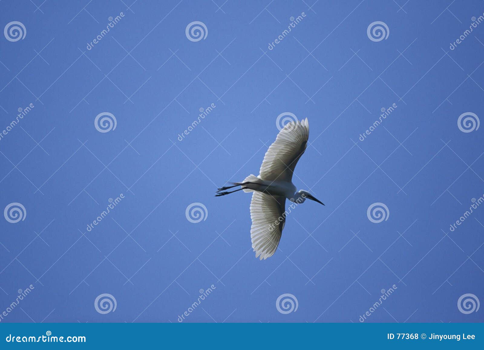 Flying Crane stock photo. Image of feather, flight, kite - 77368