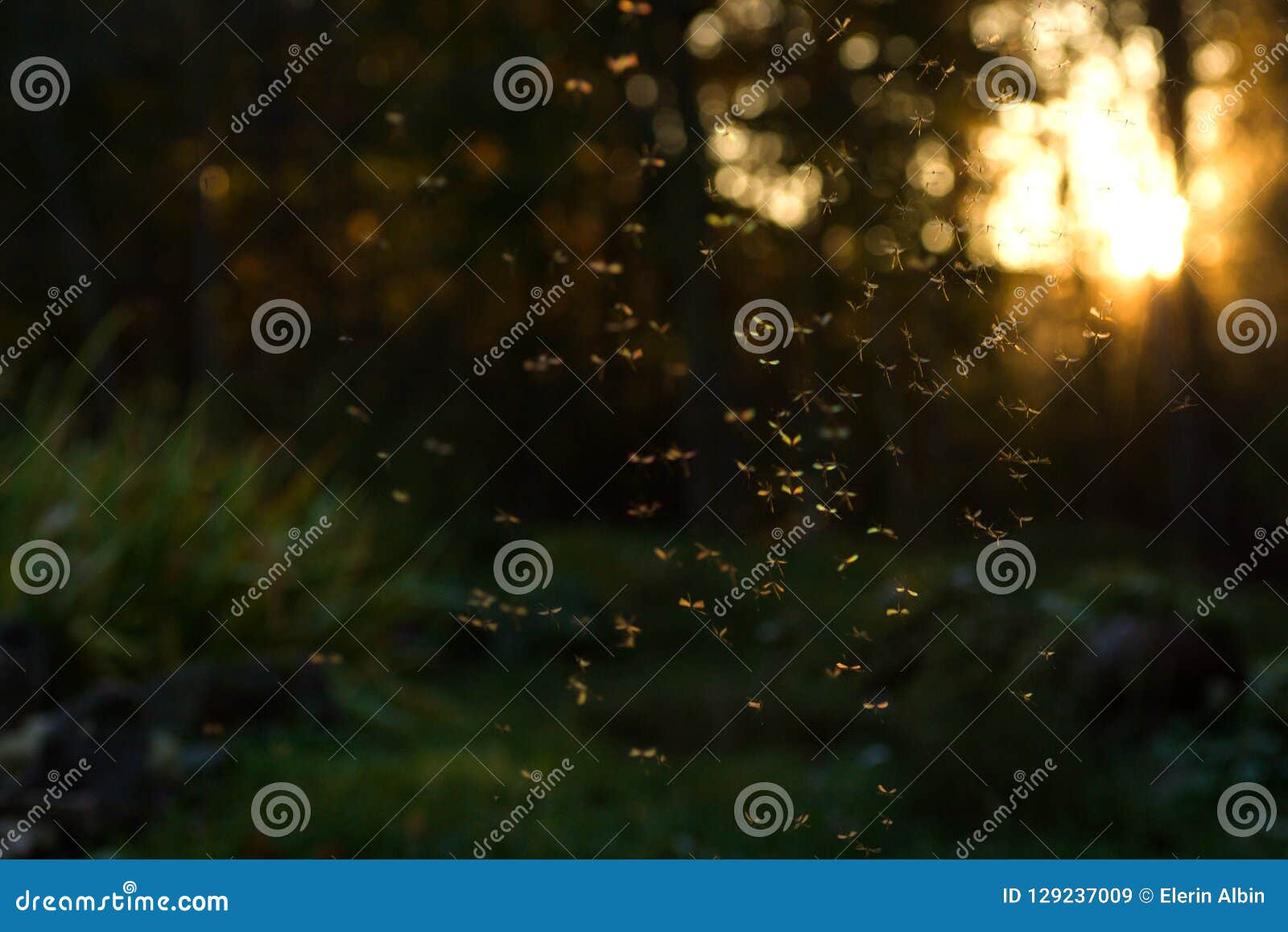 Swarm of crane flies stock image. Image of crane, insects - 129237009